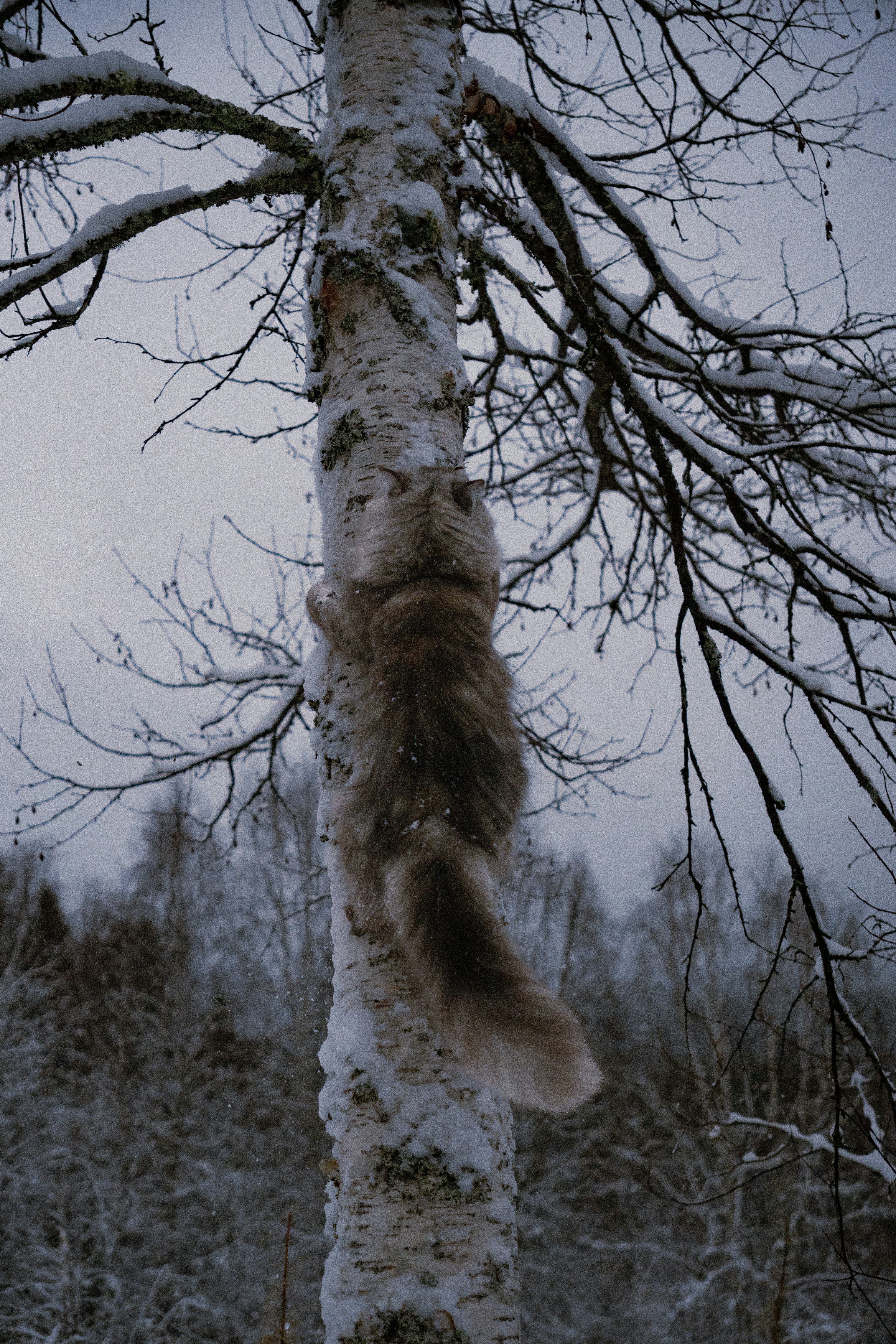 Fluffy Squirrel Clings to a Snow-Dusted Birch