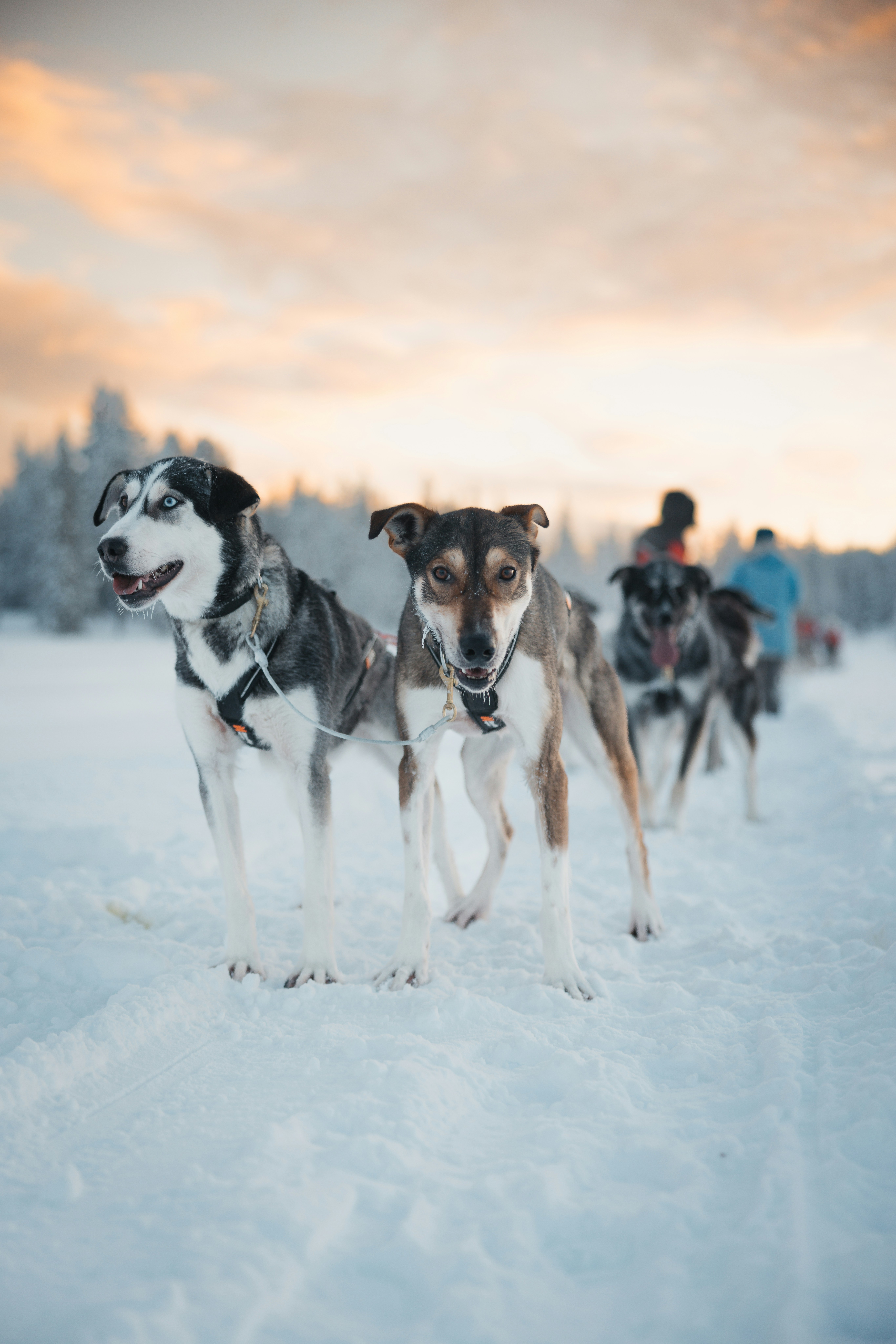 A group of dogs running in the snow photo – Free Levi Image on Unsplash