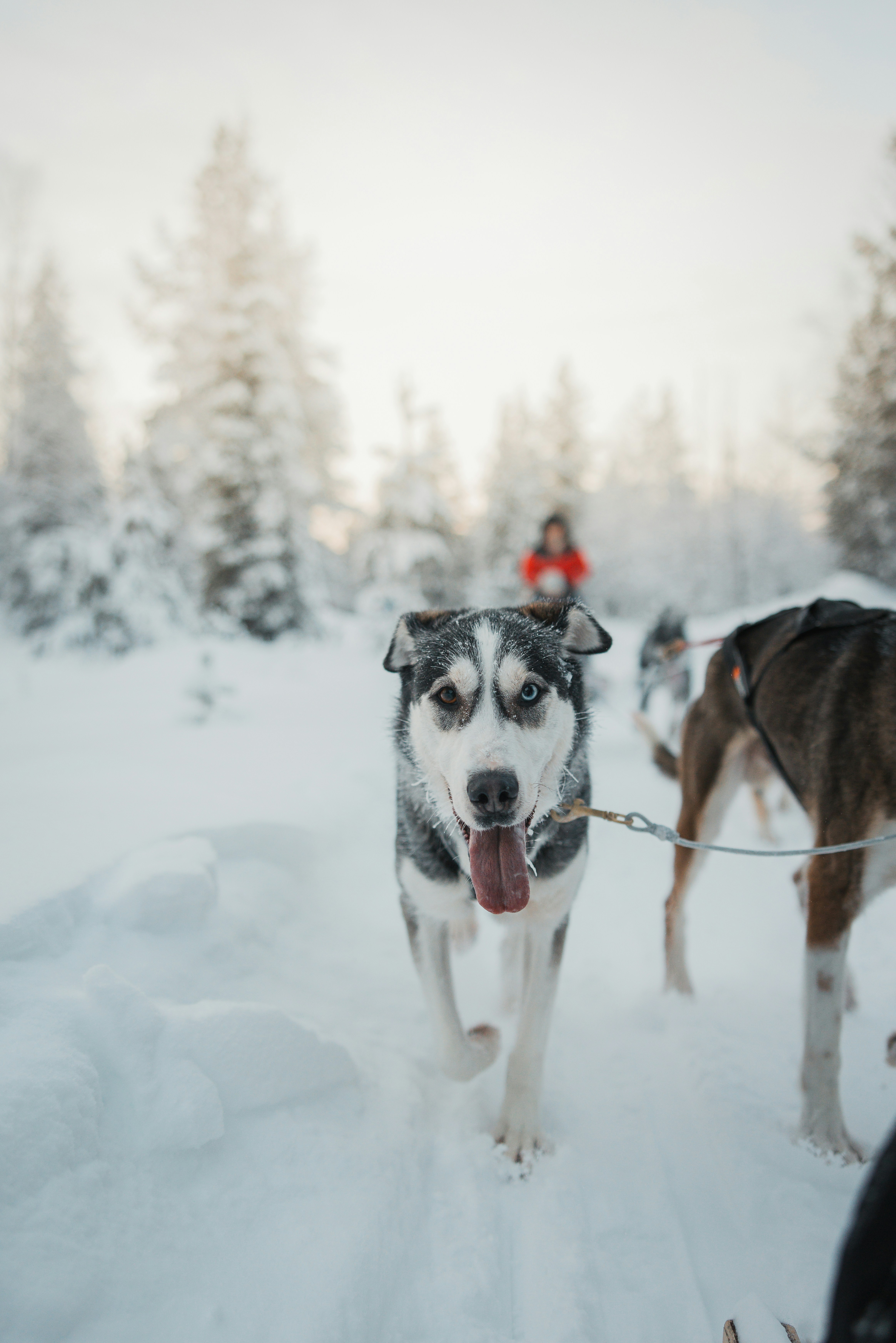 A dog pulling a sled with a person on it photo – Free Dog Image on Unsplash