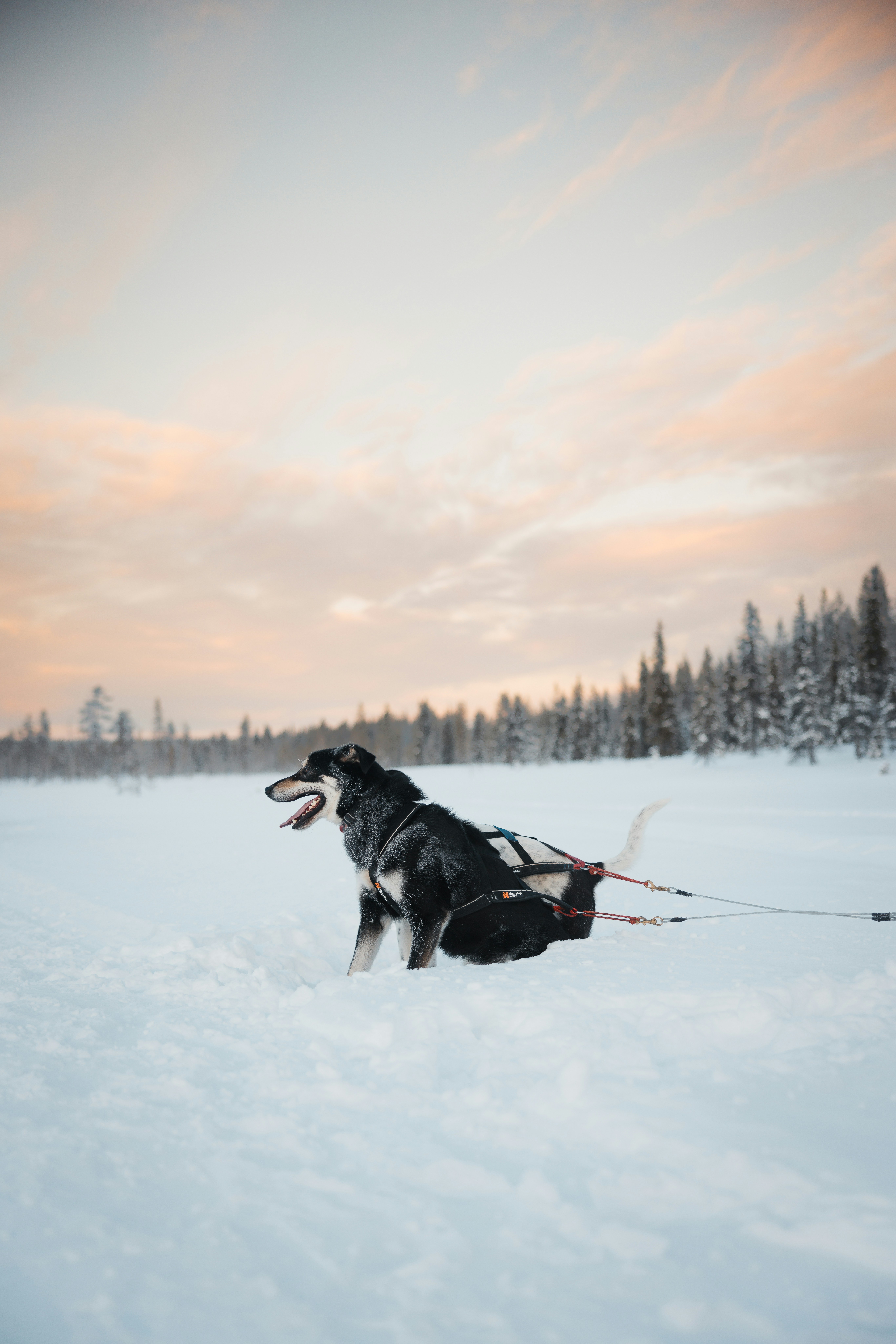 A dog pulling a sled across a snow covered field