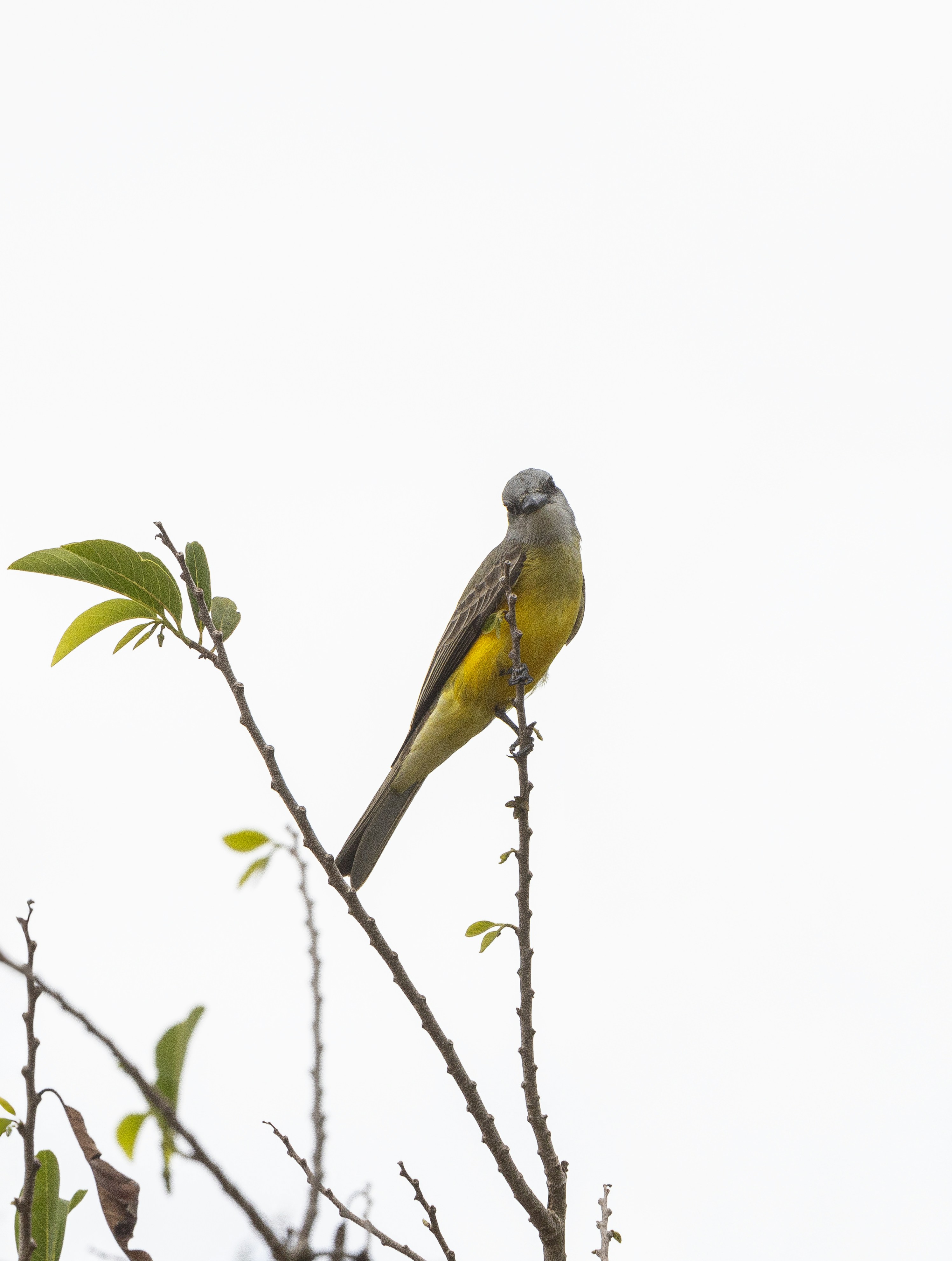 Yellow-breasted Perch: A Minimalist Portrait of a Warbler on a Thorn