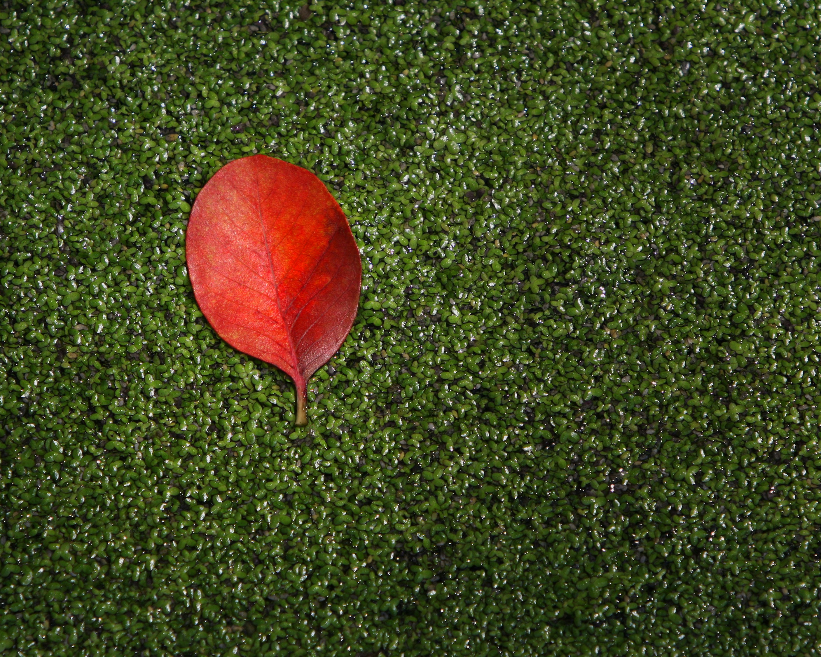 Crimson Leaf on Emerald Moss: a Minimal Moment of Quiet Color