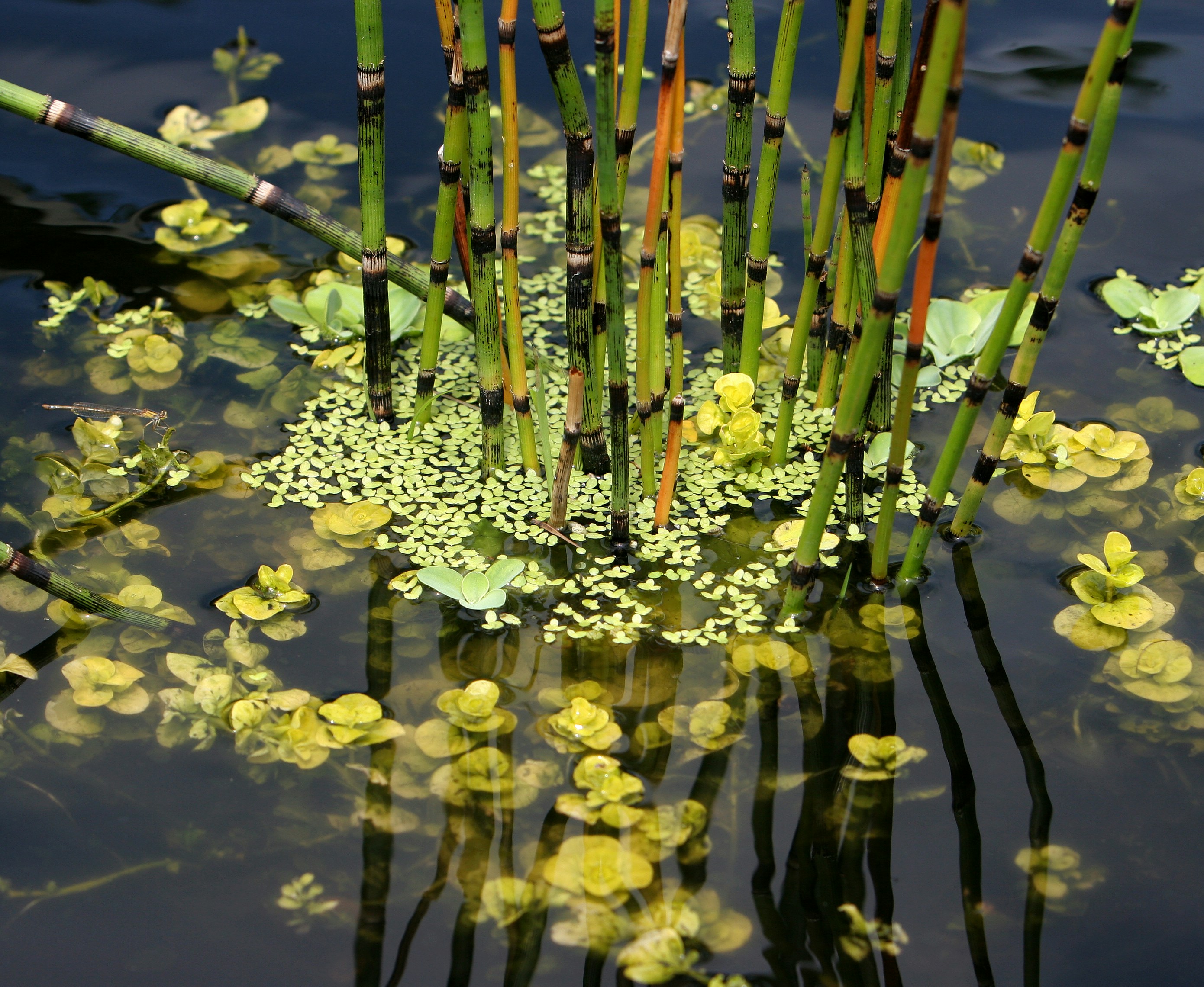 Emergent Greens in a Glassy Pond: Reeds, Duckweed, and Silent Reflections
