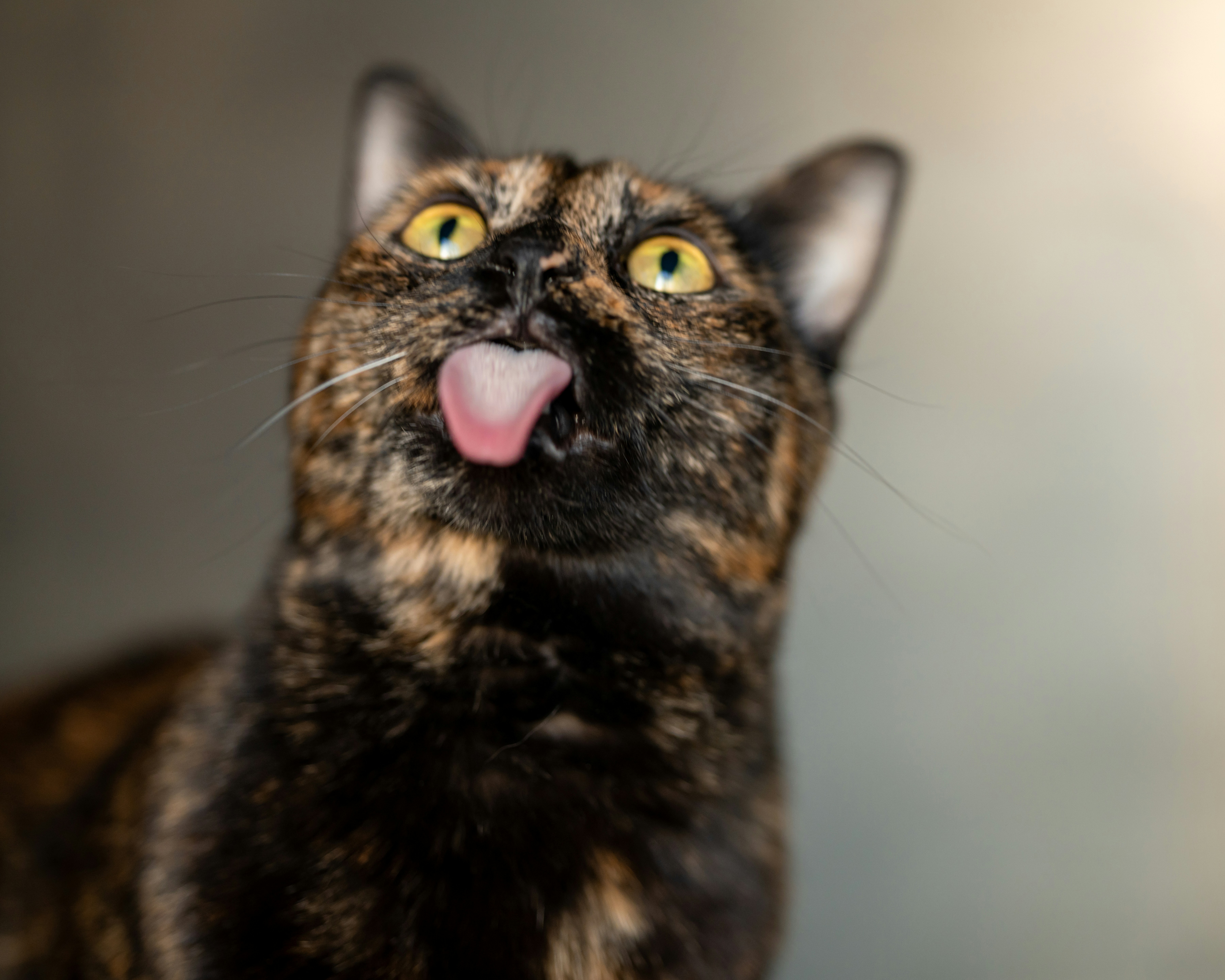 A tortoiseshell cat playfully sticking out its tongue against a softly blurred background.