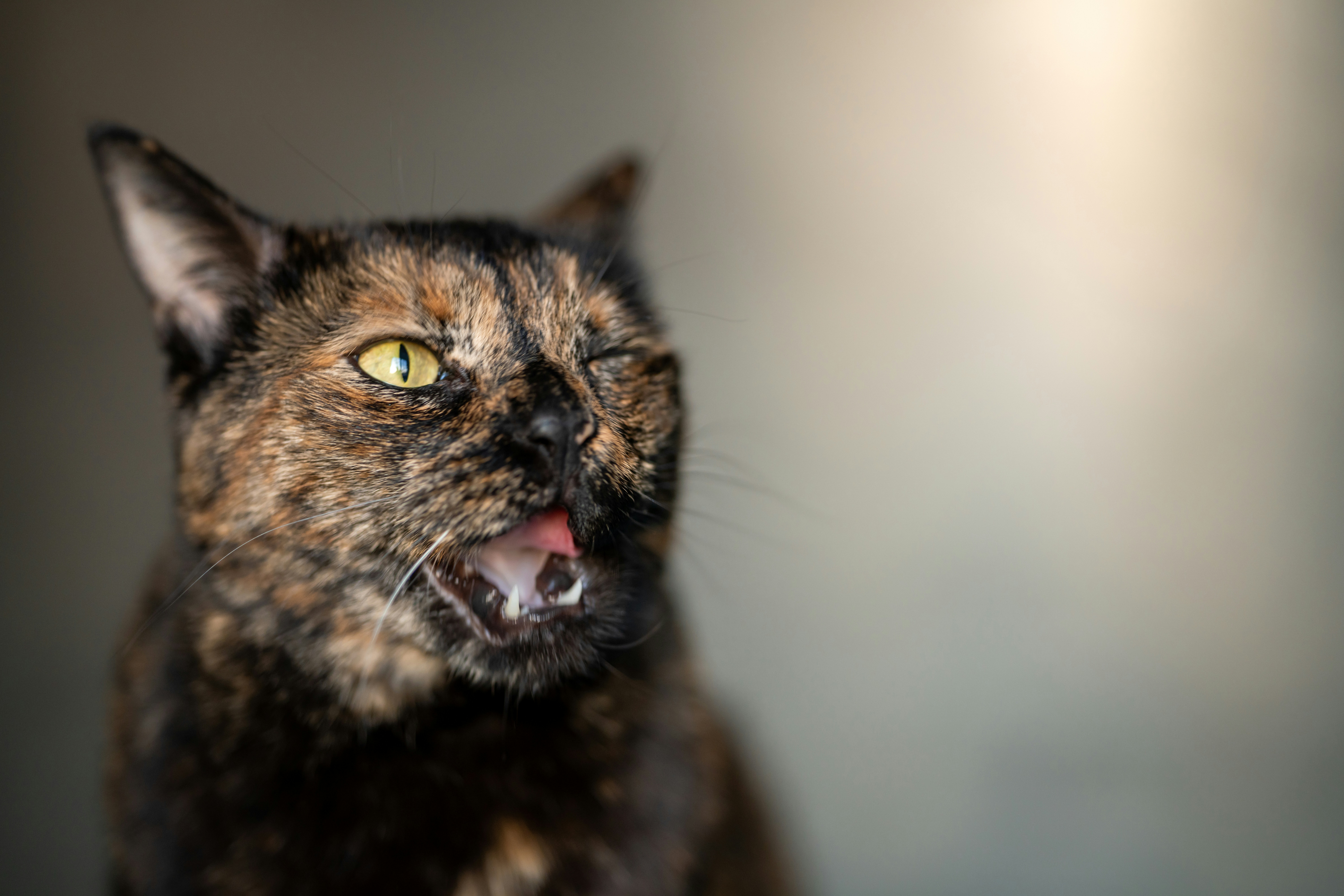 Amber Gaze: A Tortoiseshell Cat Flashes Open-Mouthed Expression in Soft Light