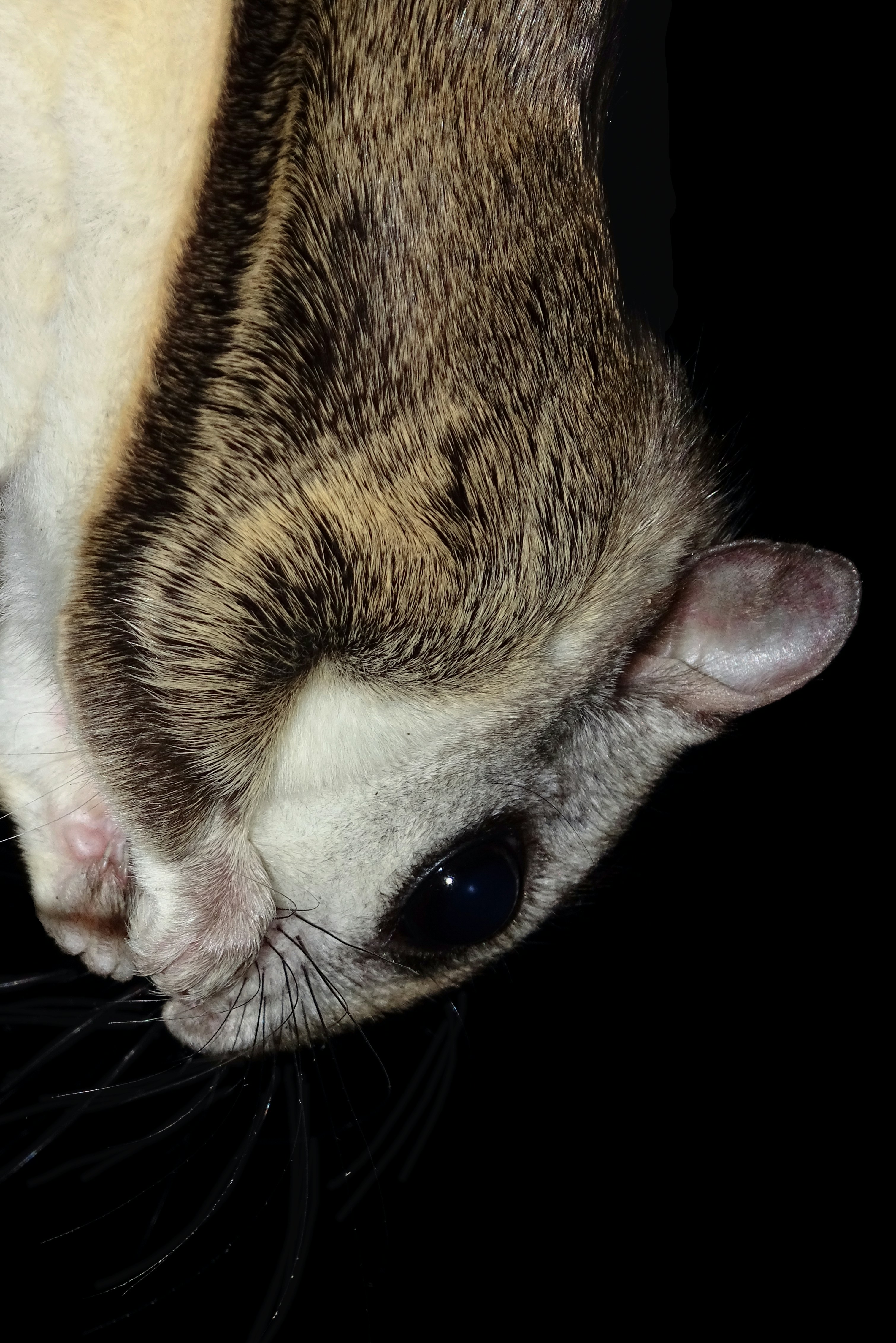 Midnight Gaze: A Close-Up of a Tabby Face