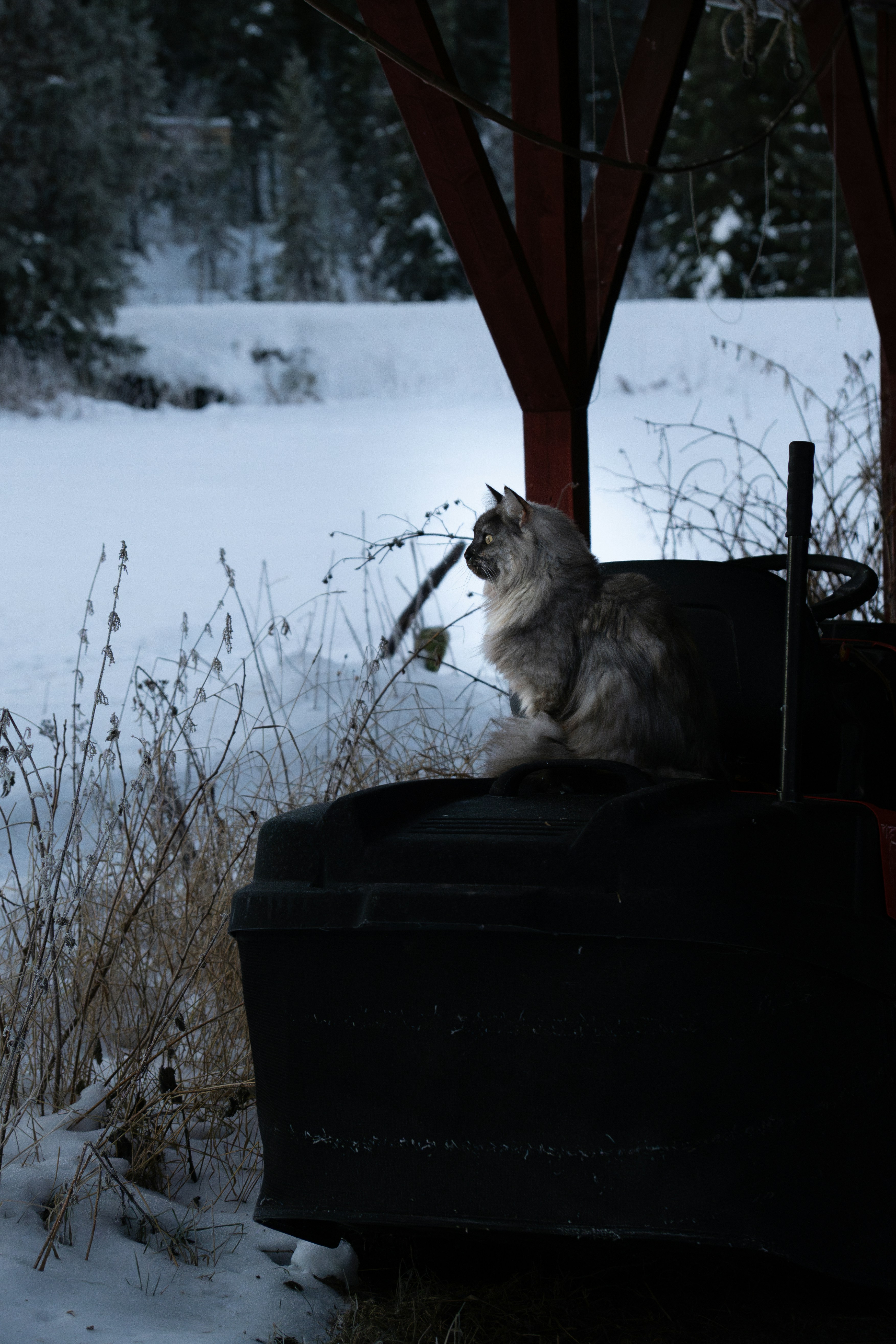 Winter Watcher on the Hood: A Cat Perched Beneath a Wooden Shelter