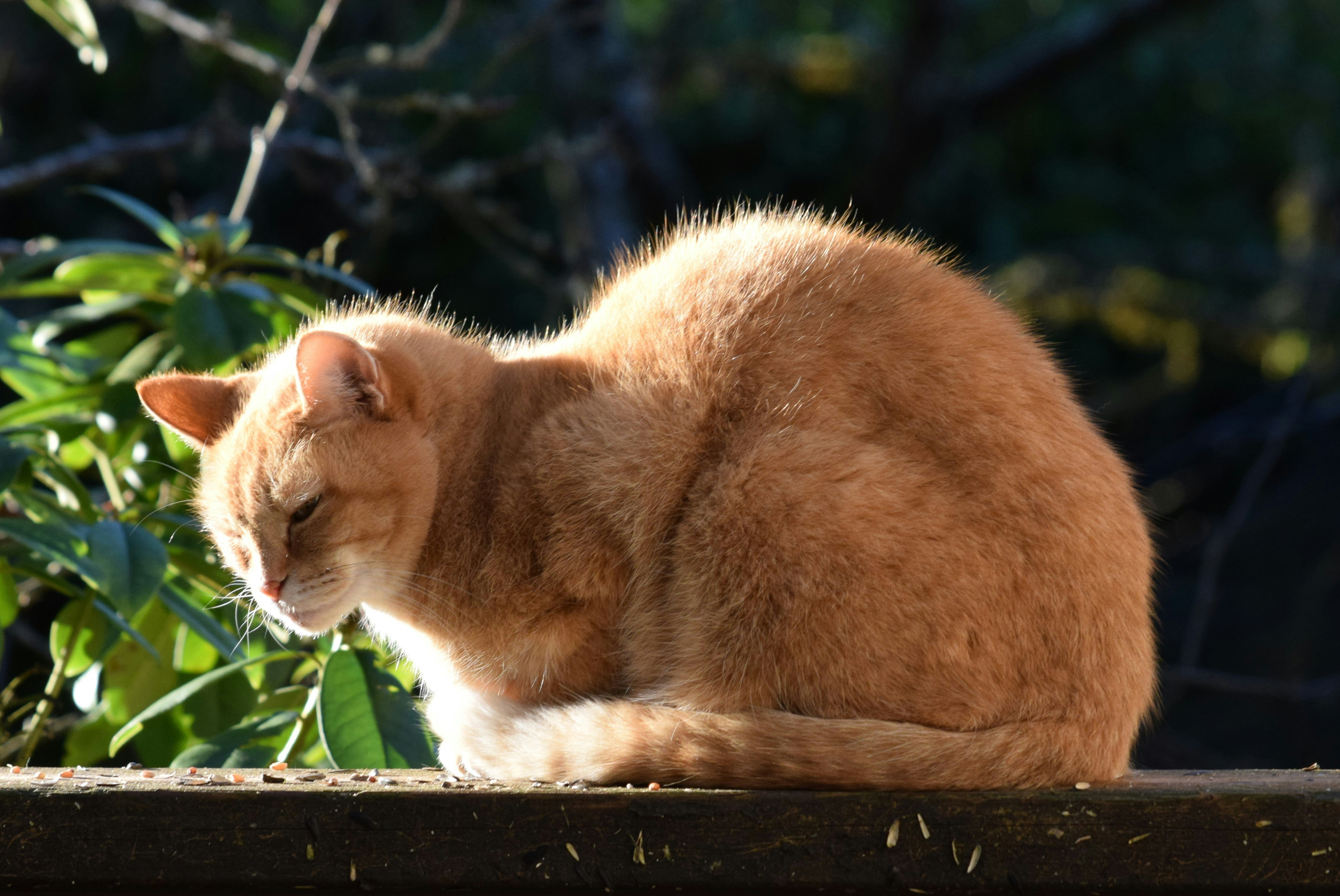 Sunlit Ginger Lounger on a Fence: A Quiet Moment in Dappled Light