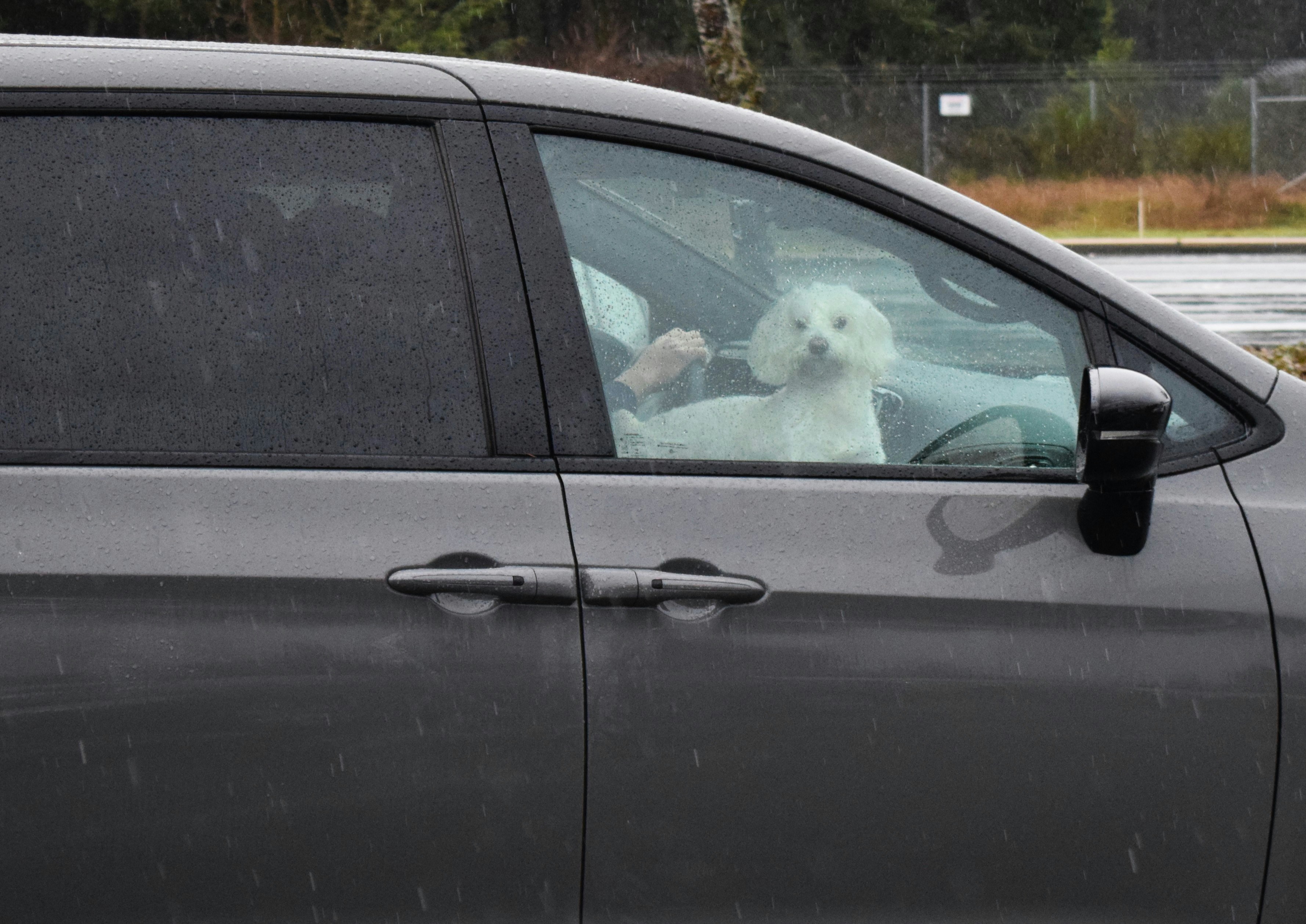 Snowfall Witness: A White Poodle Spies the Road From a Van Window