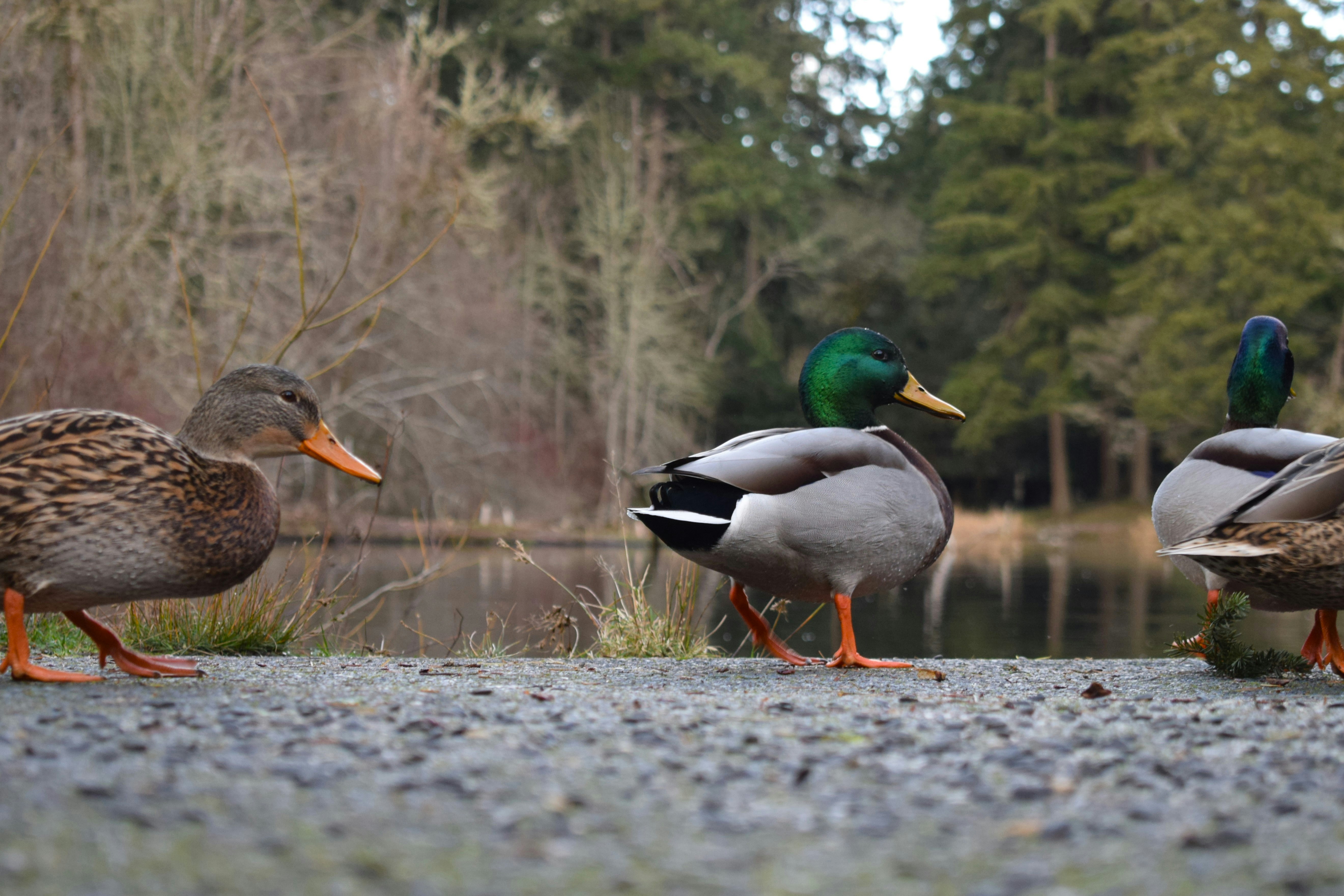 Three Ducks at the Lake’s Edge