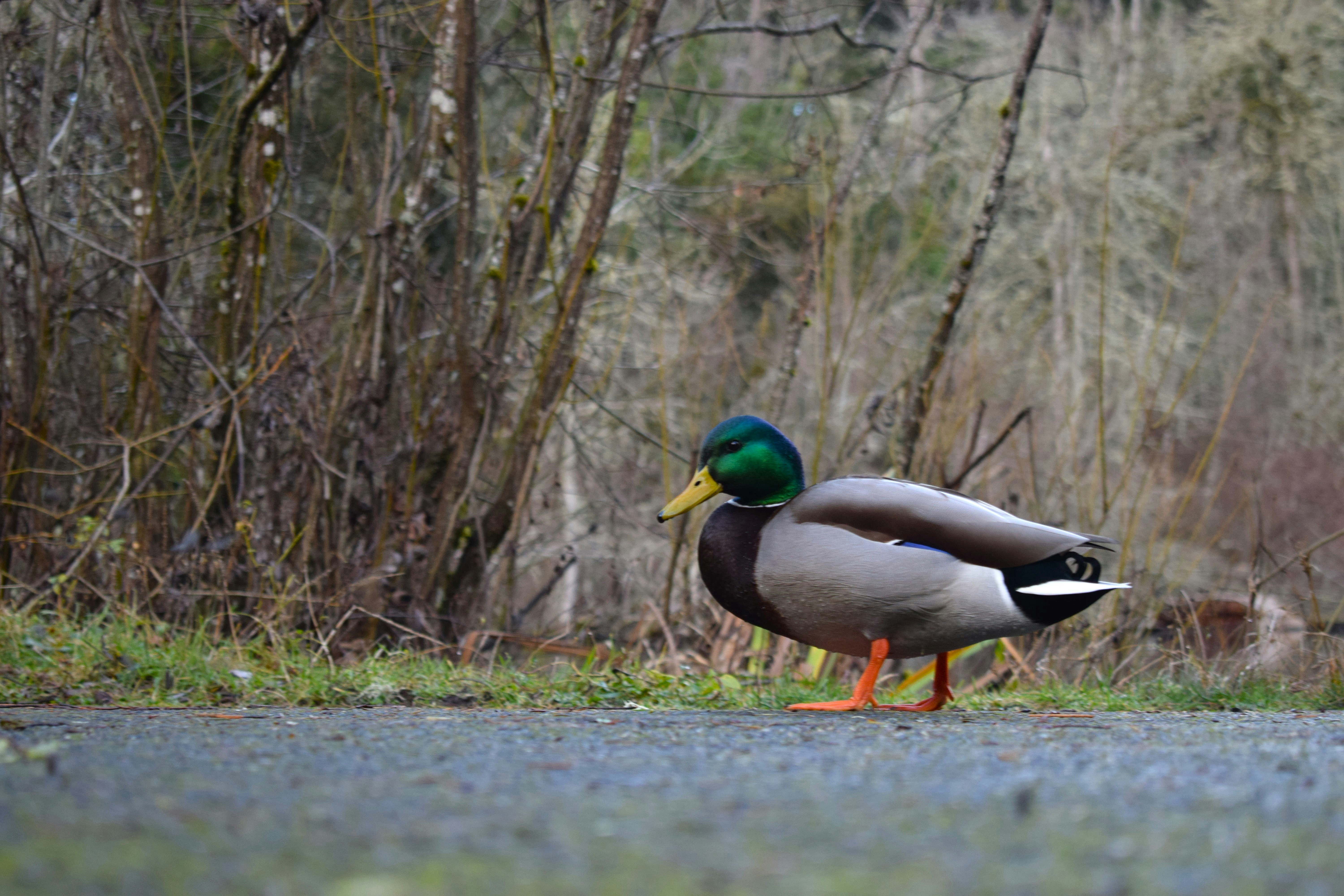 A duck standing on the side of a road photo – Free Winter Image on Unsplash