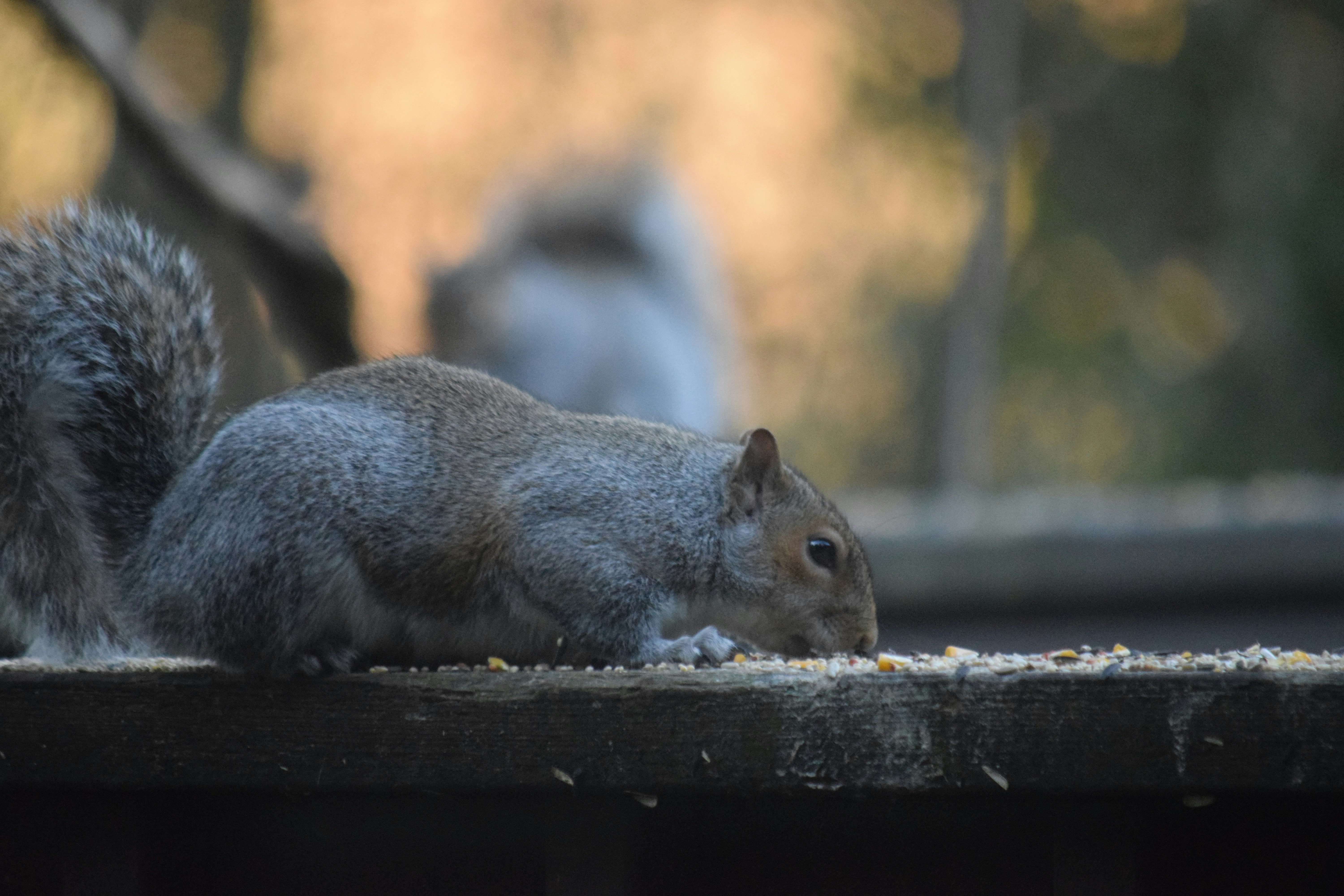 Autumn Feeder Pause: Squirrel on a Weathered Deck