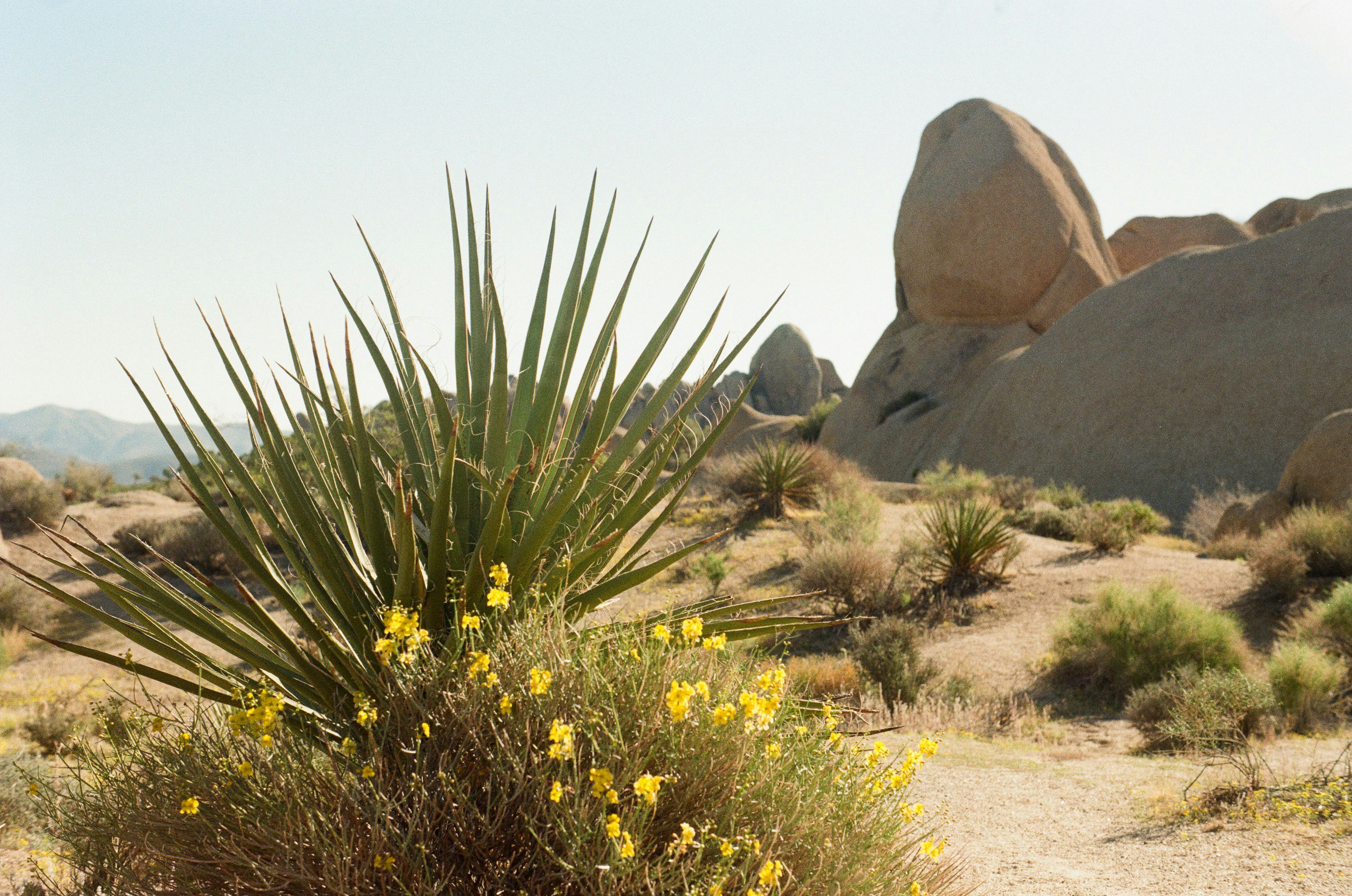 A desert scene with a cactus and rocks photo – Free Desert Image on ...