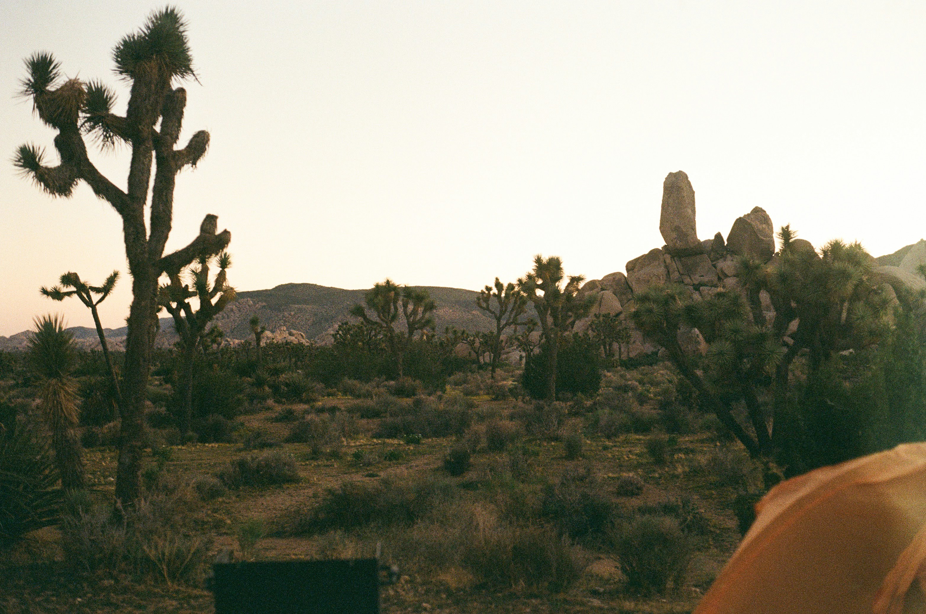 Desert landscape photograph capturing Joshua trees and rugged rock formations at sunset, with a hint of an orange tent in the foreground.