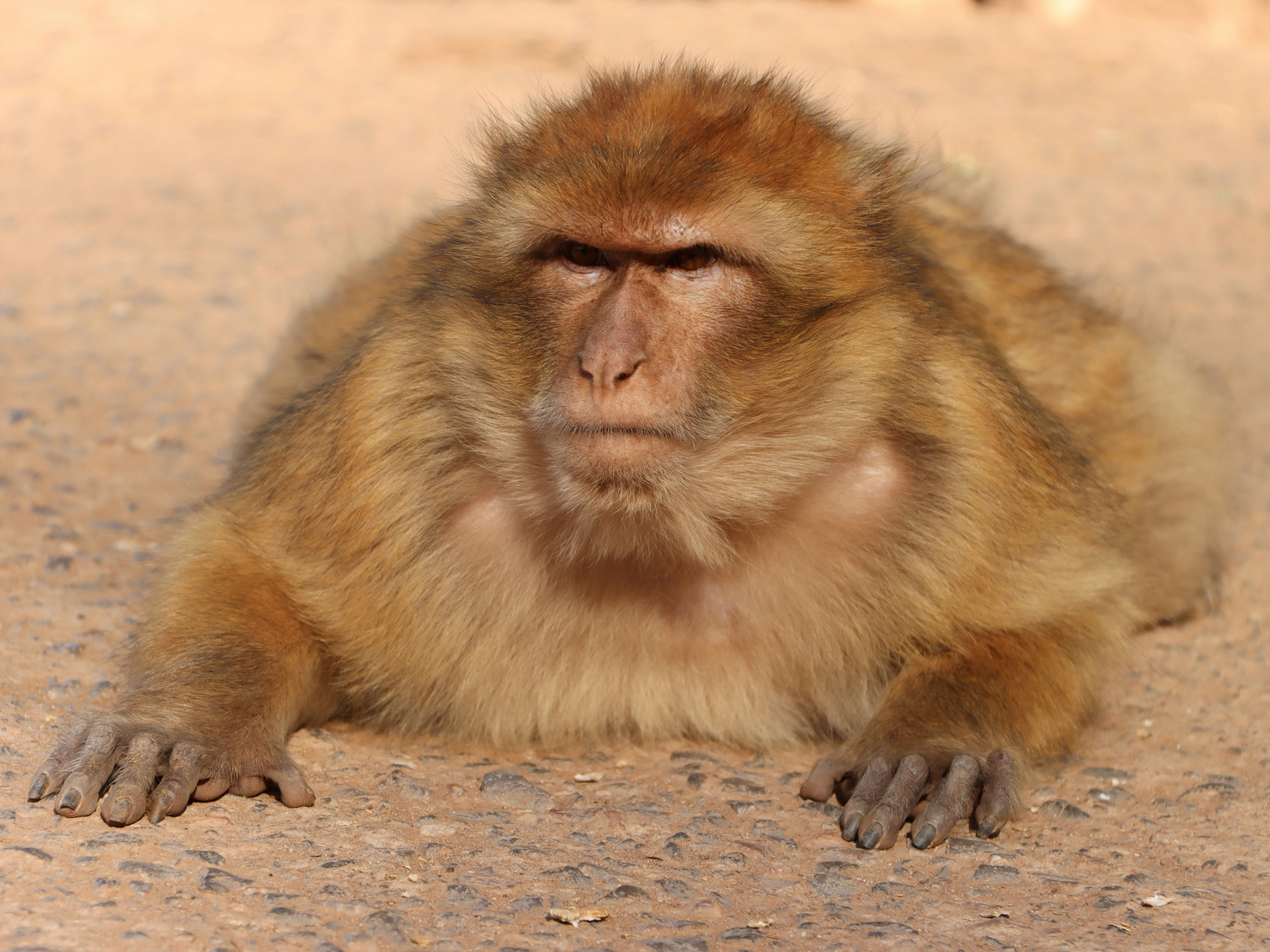 Sunlit Stillness: A Baboon Reclines on Dusty Ground
