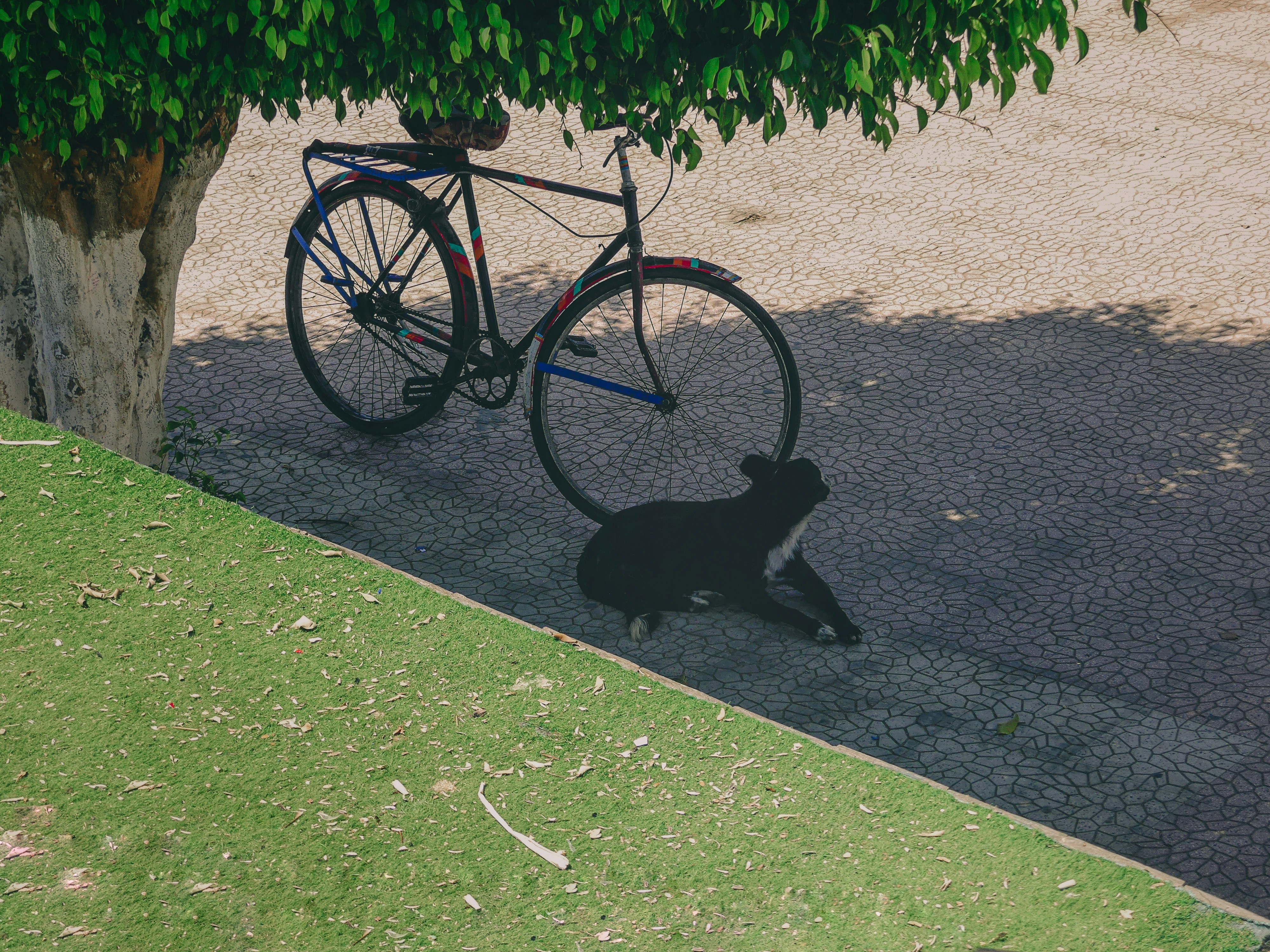 Pause by the Pedals: A Black Dog Resting Beside a Leaning Bicycle