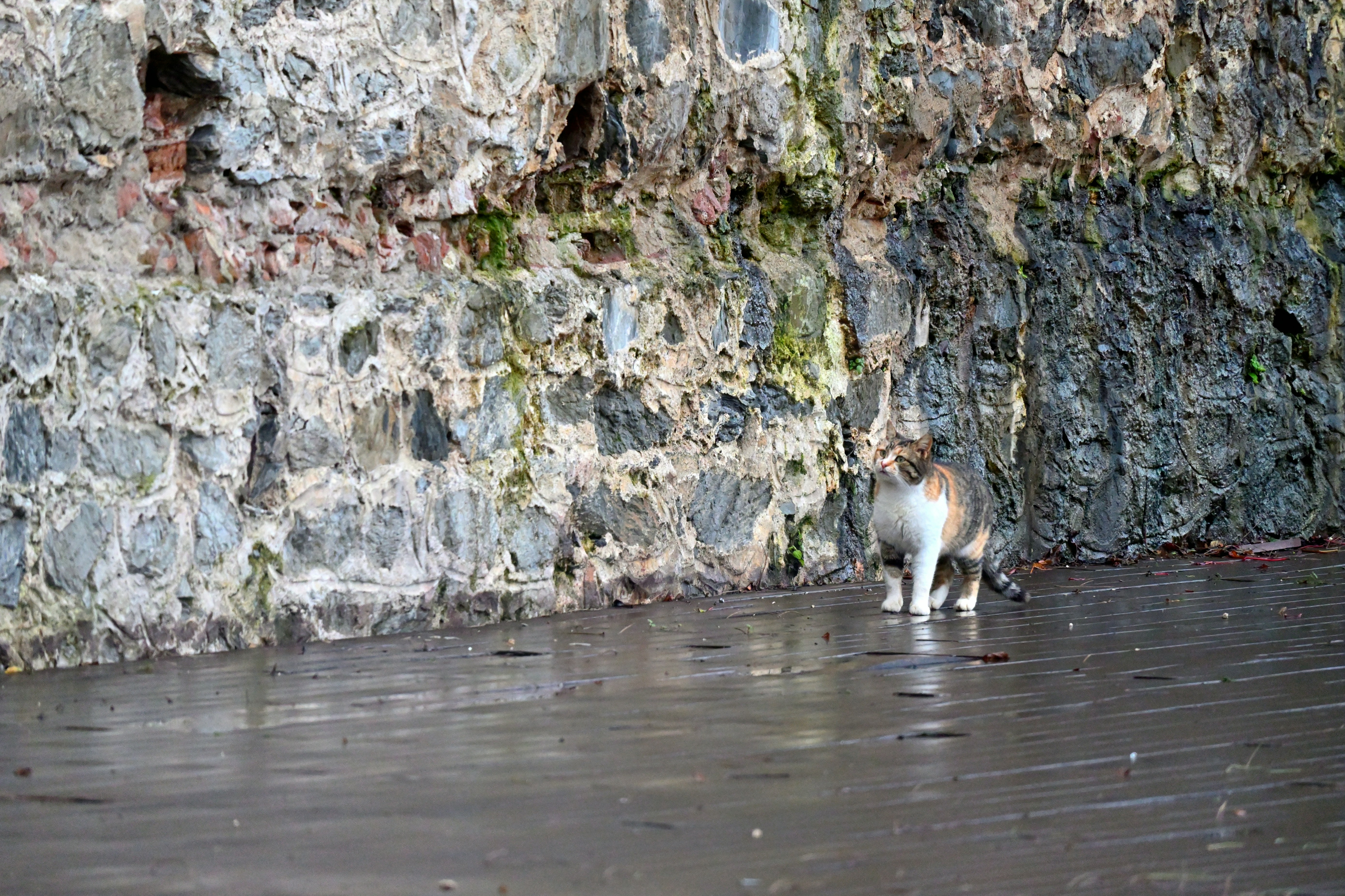 Photo by Amin Zabardast with Nikon Z30