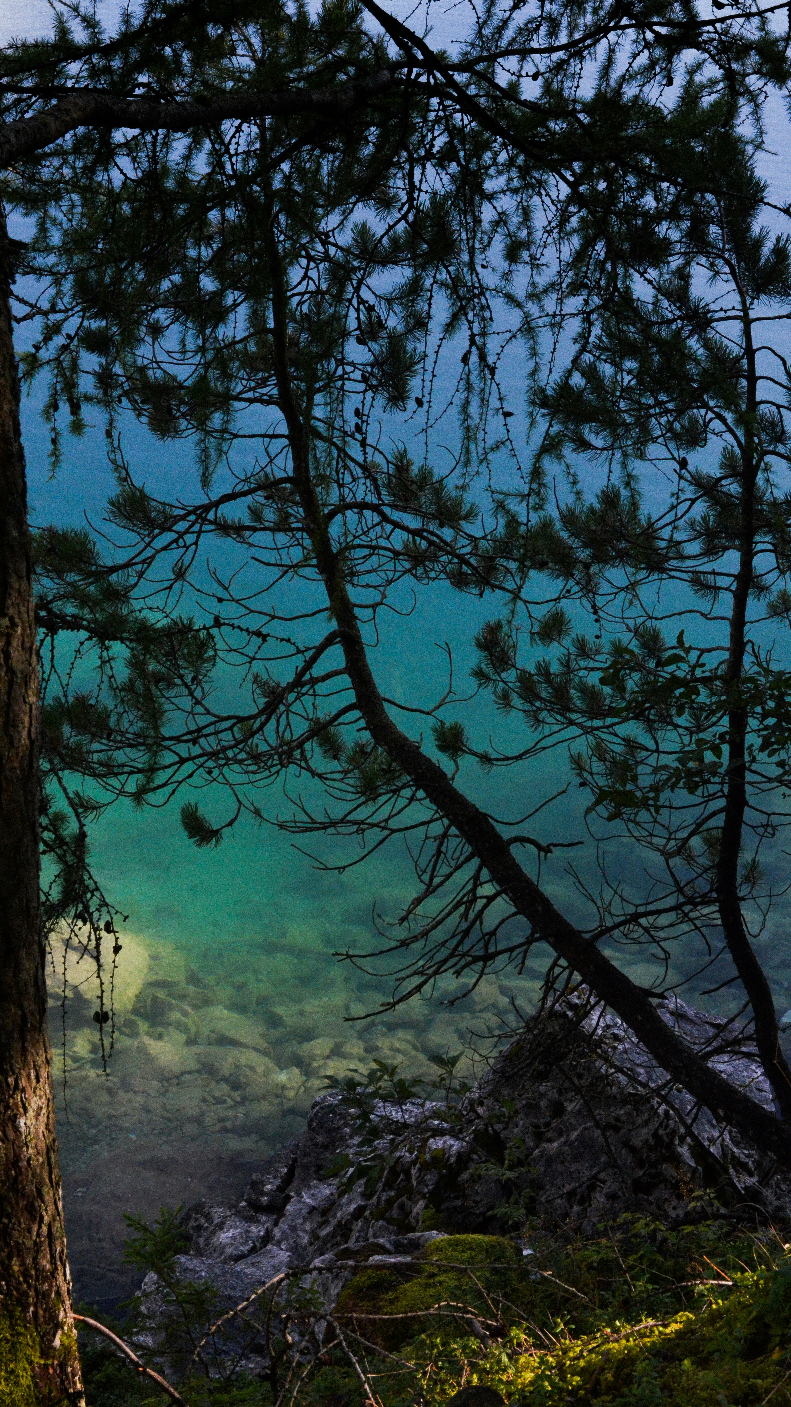 Twilight over Quiet Pines by Turquoise Shore