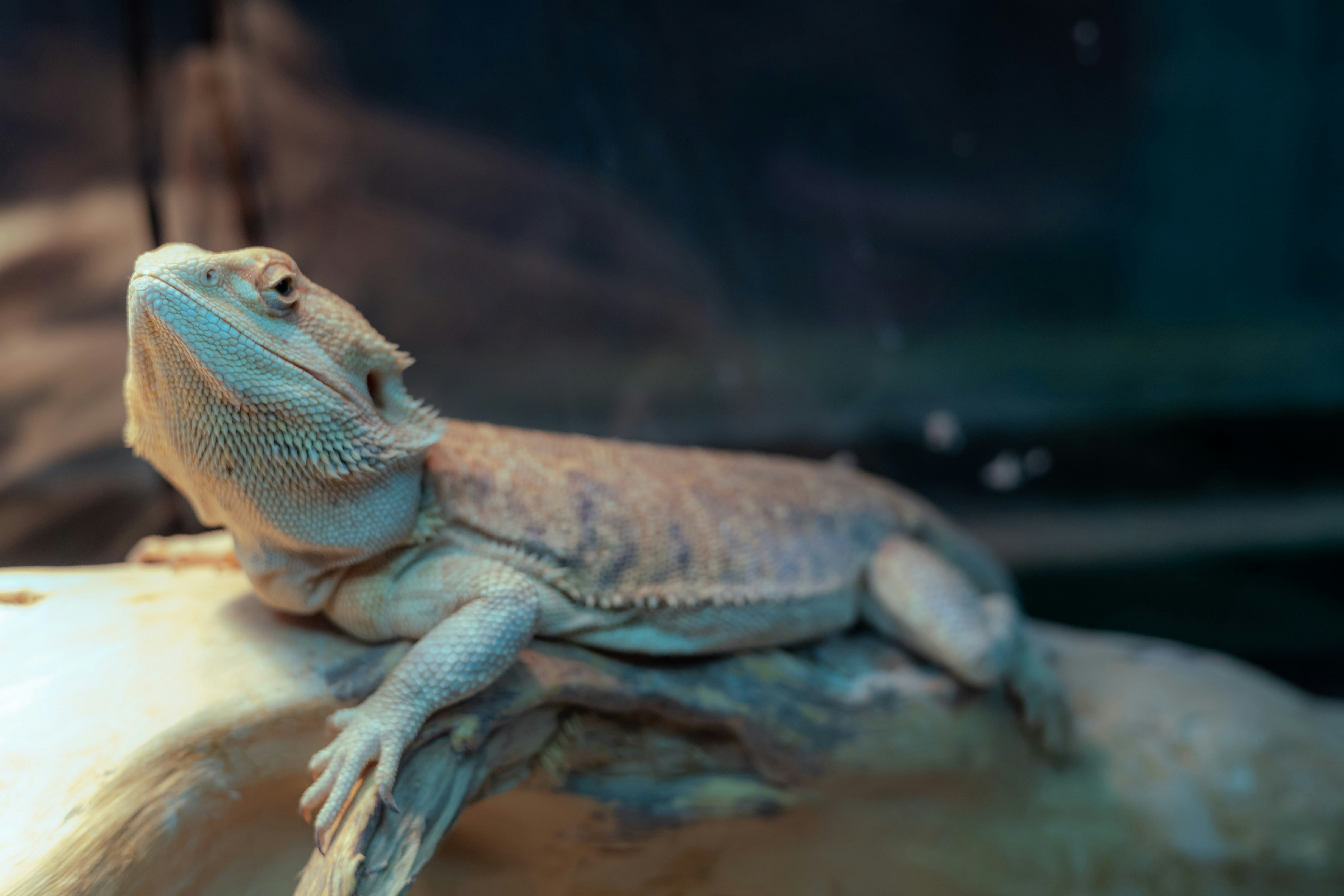 Azure Bearded Dragon Lounges on a Warm Rock Beneath Blue Aquarium Glow