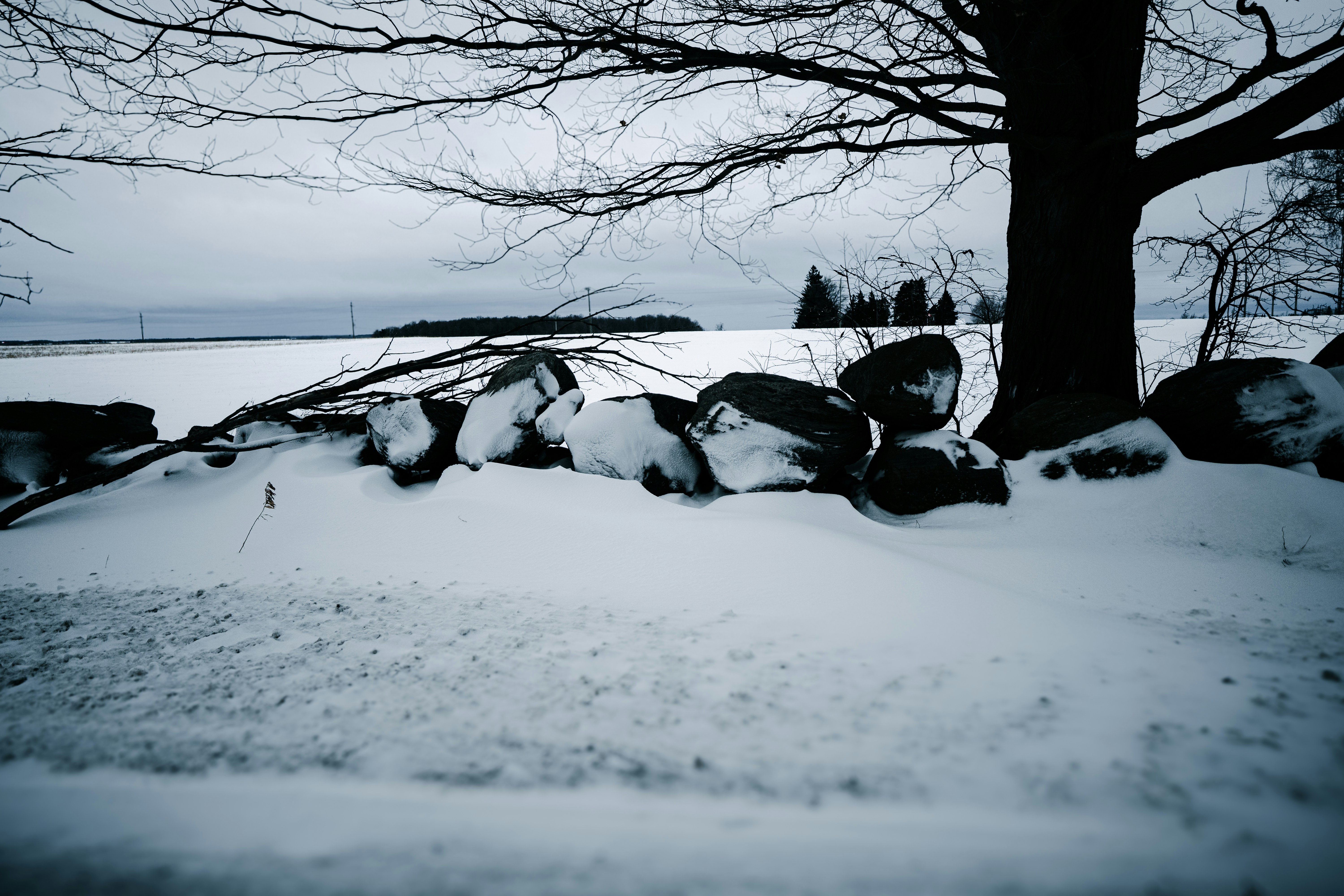 Sentinels of Snow by the Frozen Shore