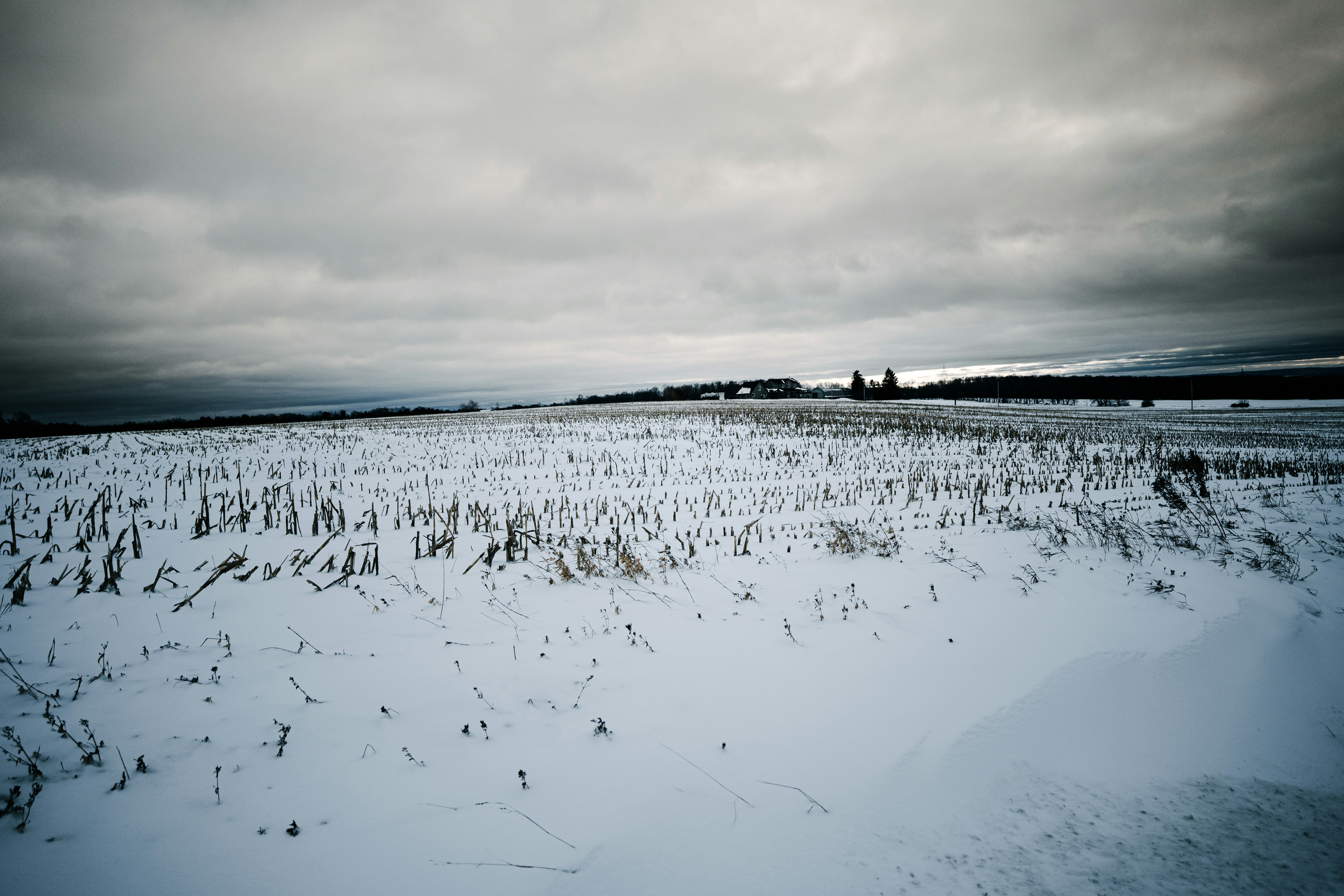 Snow-covered field stretches towards a distant tree line under overcast skies.