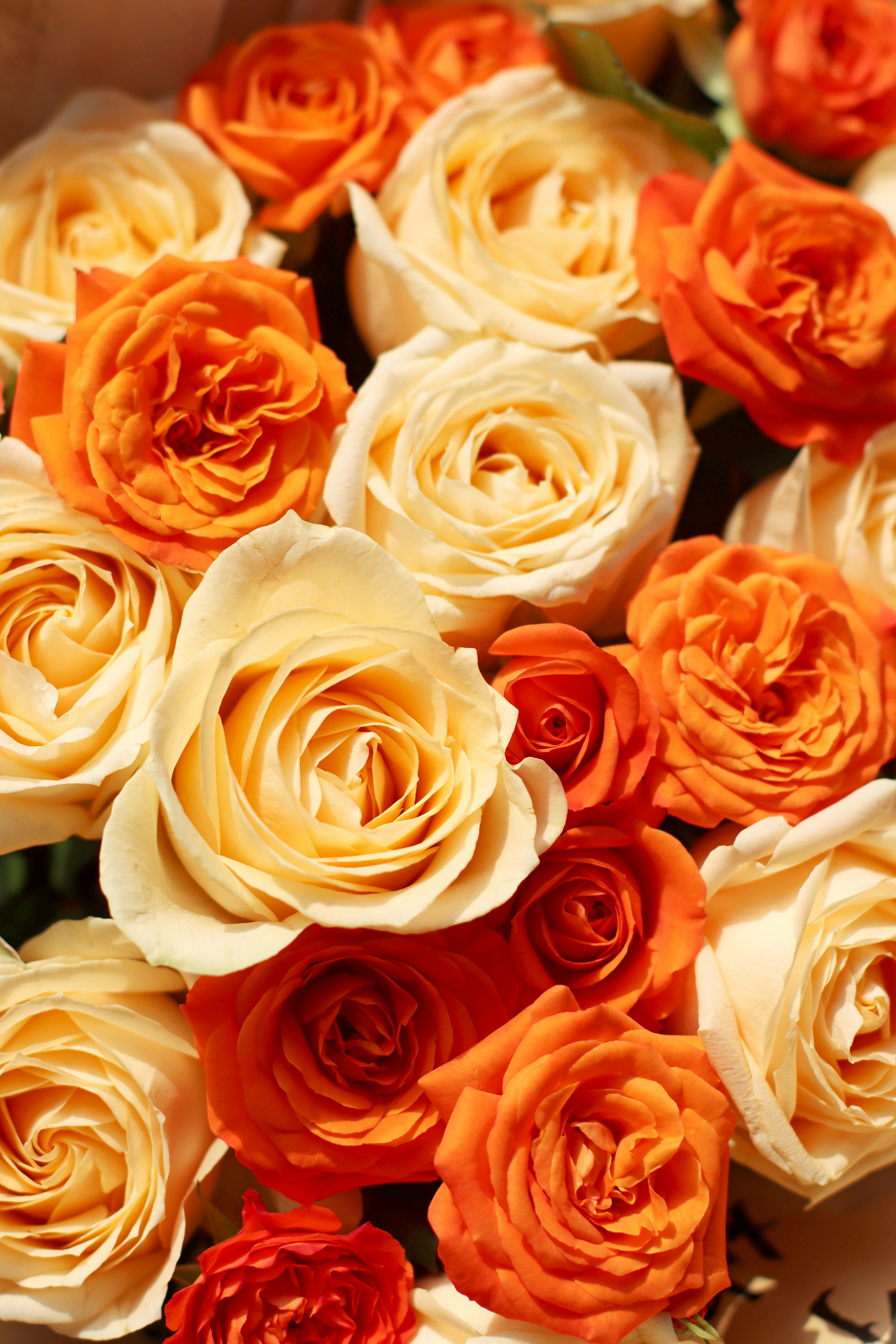 A bunch of orange and white roses in a vase photo – Free New year Image ...