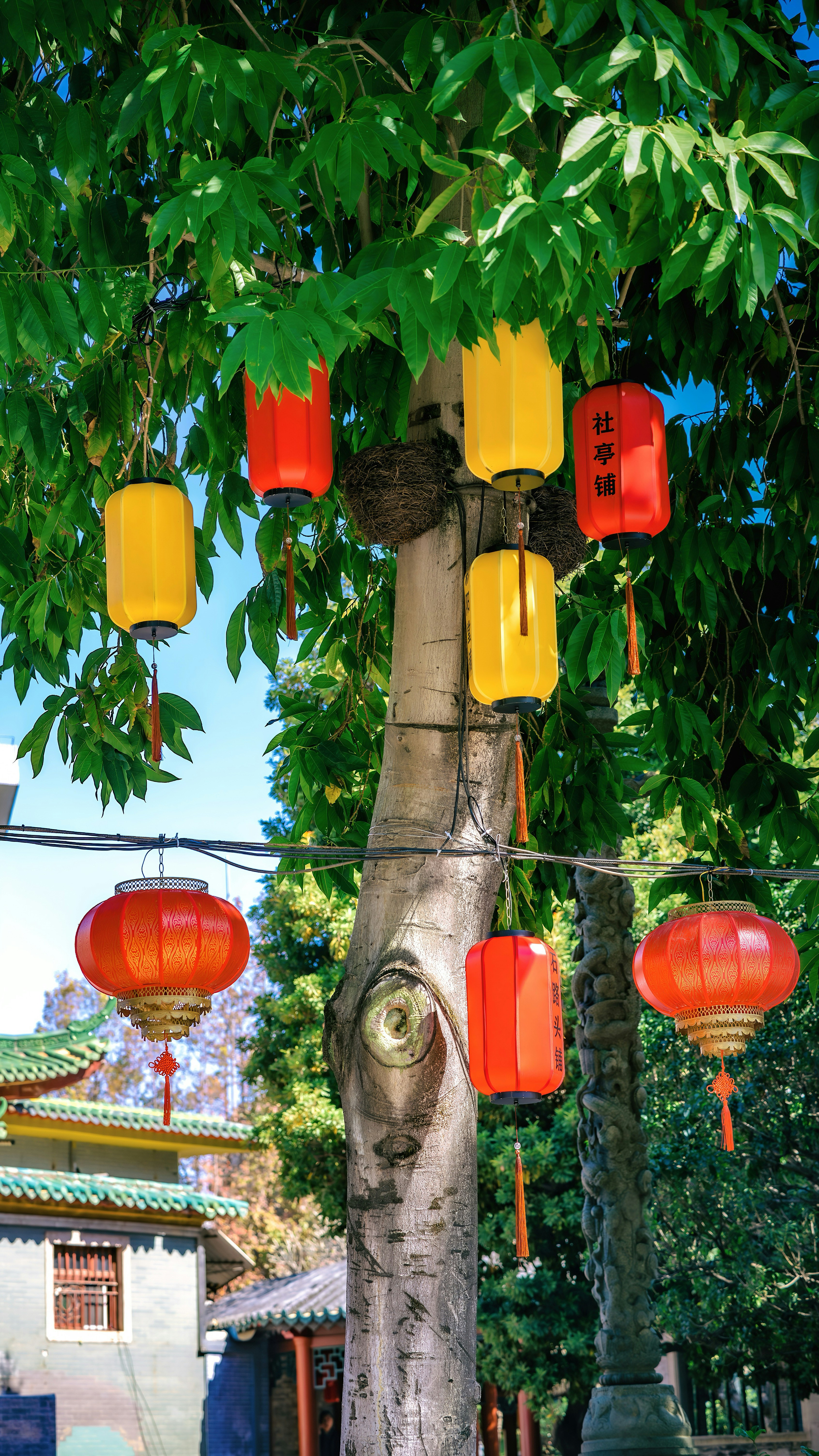 Lanterns of Fire and Sunlight Draped Over a Temple Tree