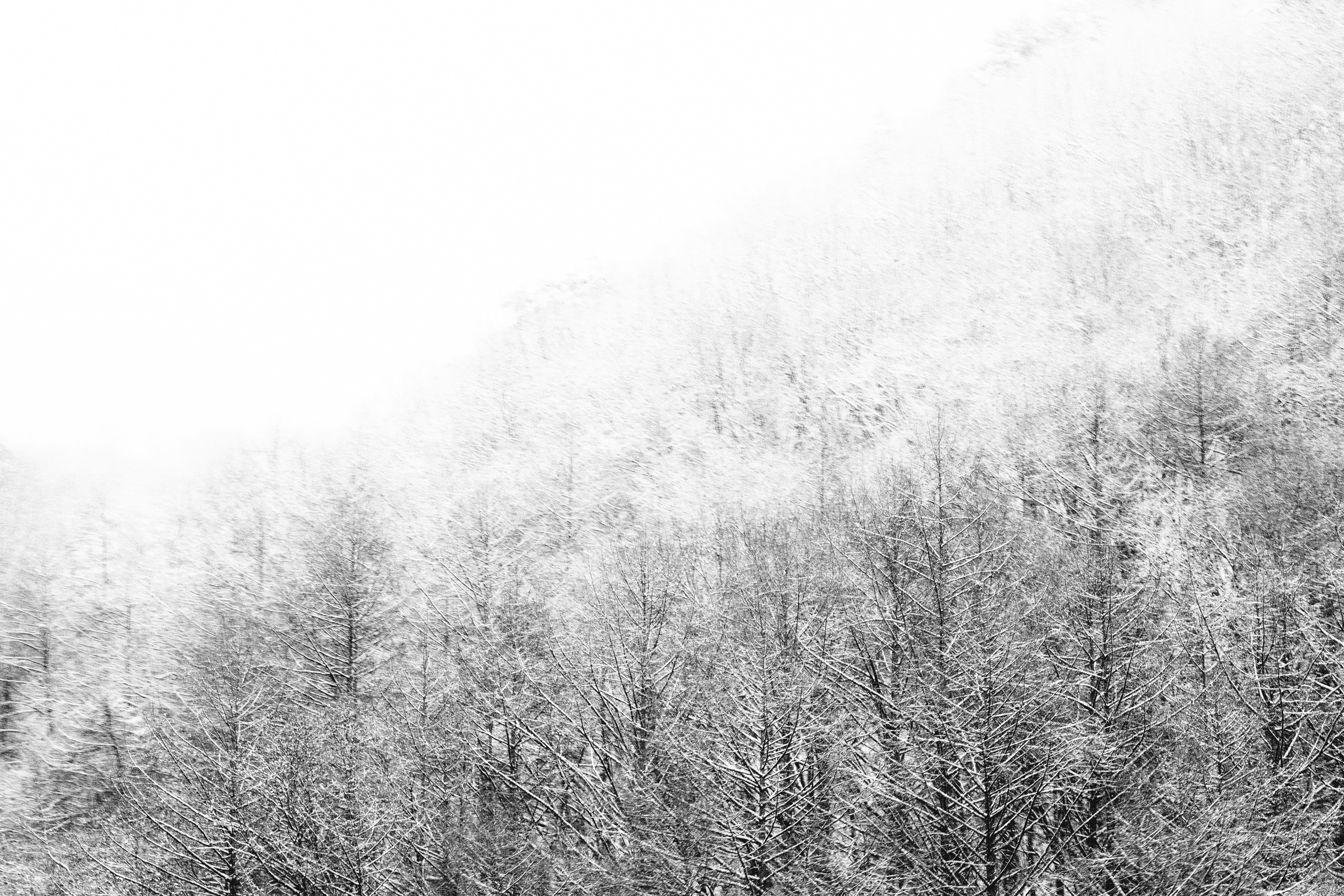 Snow-laden trees create a serene monochrome forest scene, exuding tranquility and minimalist beauty.