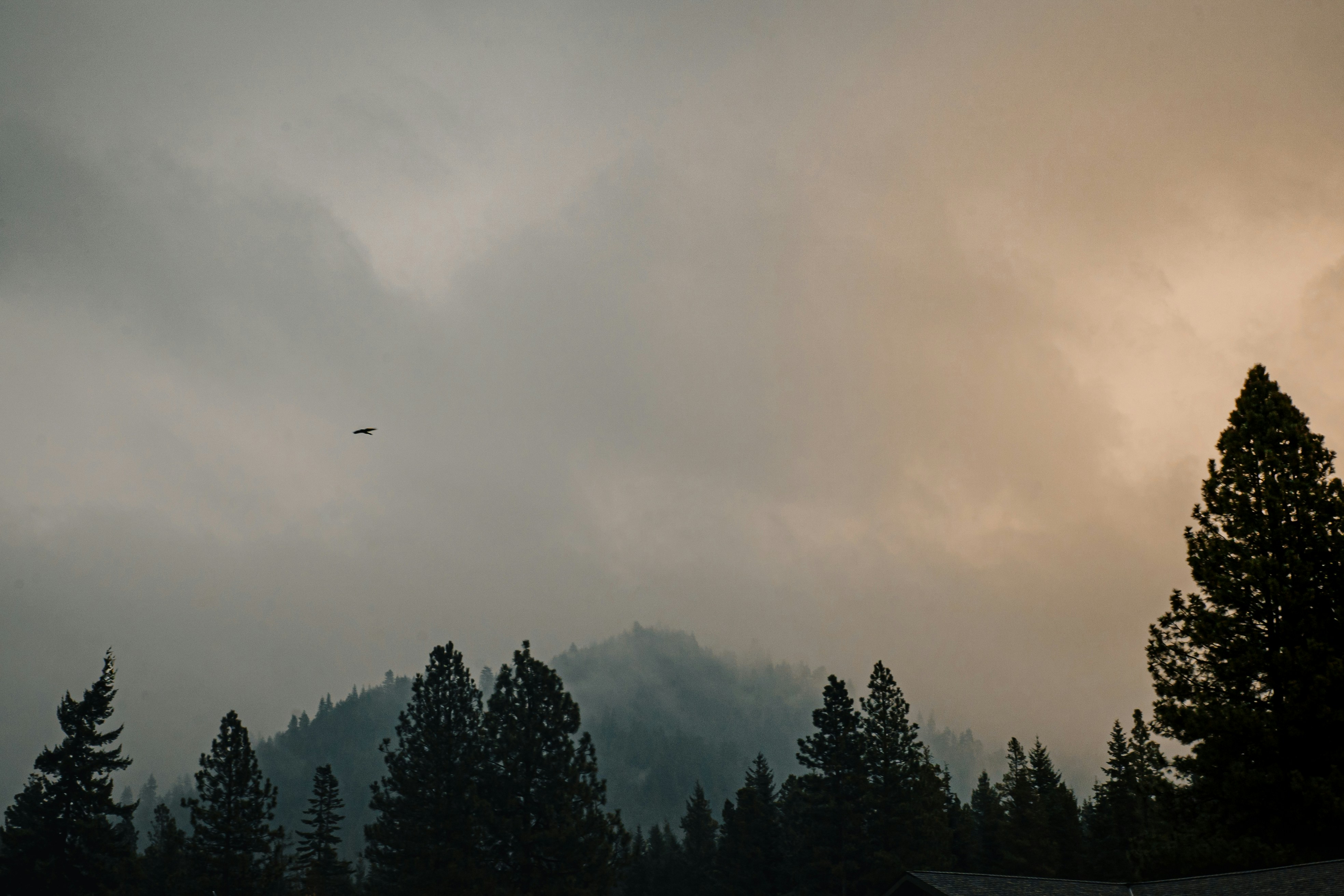 Silhouetted pine trees against a foggy mountain backdrop with a lone bird in the sky.
