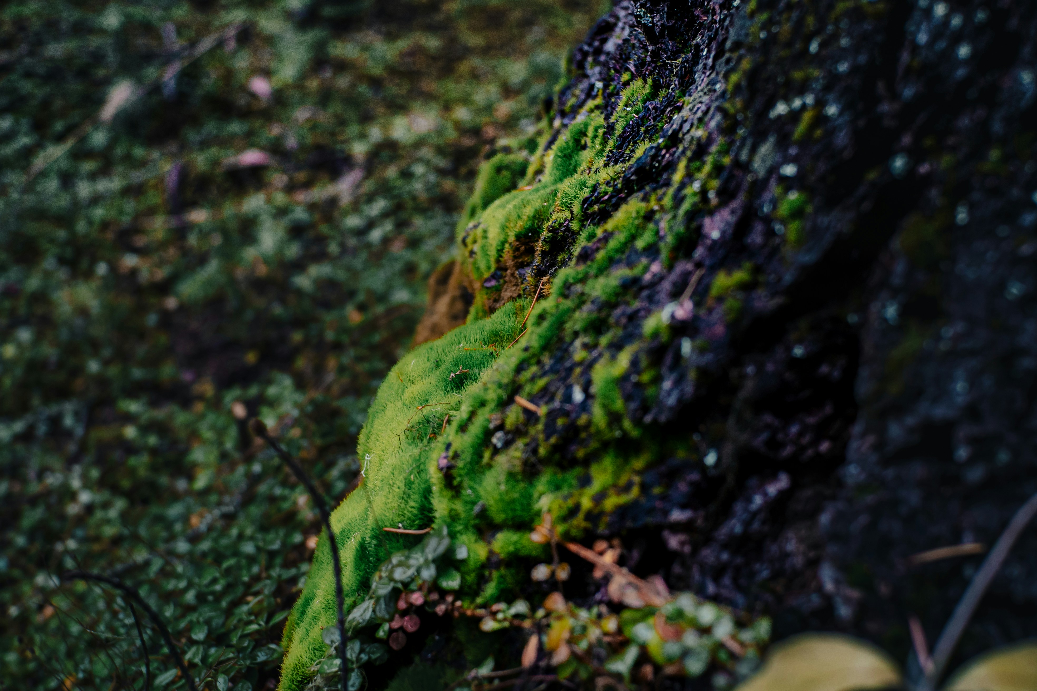 Photo by Patty Zavala with Sony Alpha 7 III