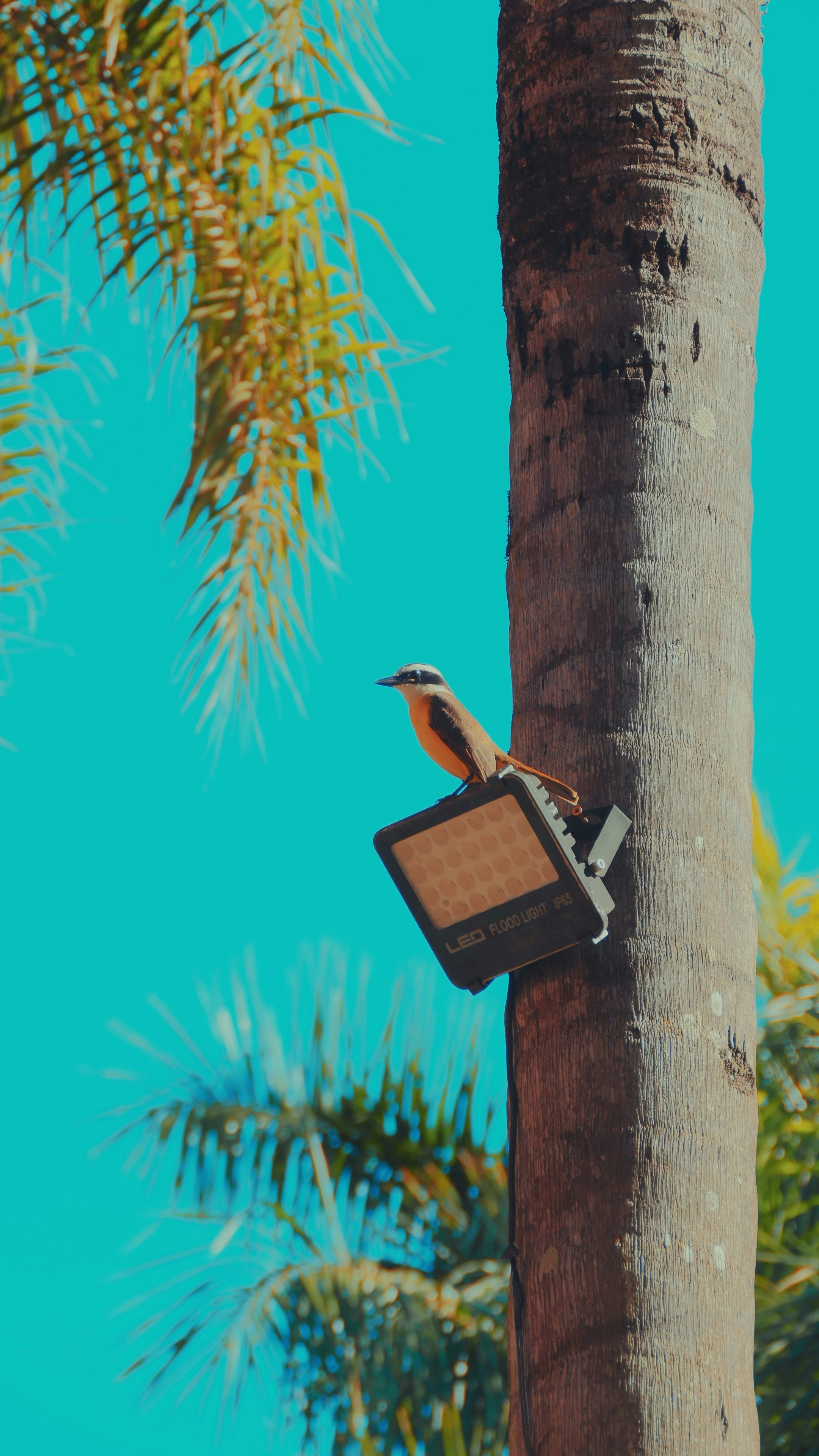Bird perched on a palm tree lamp against a turquoise sky