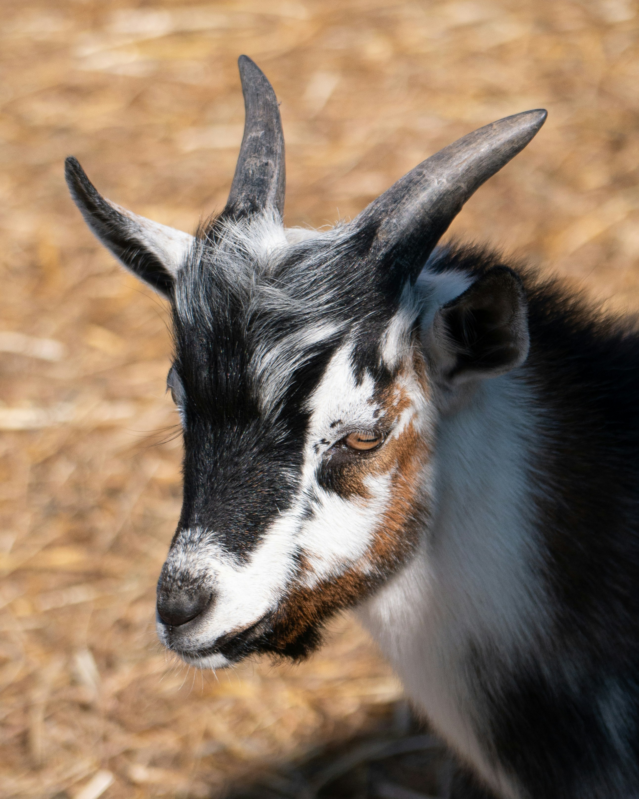 A black and white goat standing on top of dry grass photo – Free Goat ...