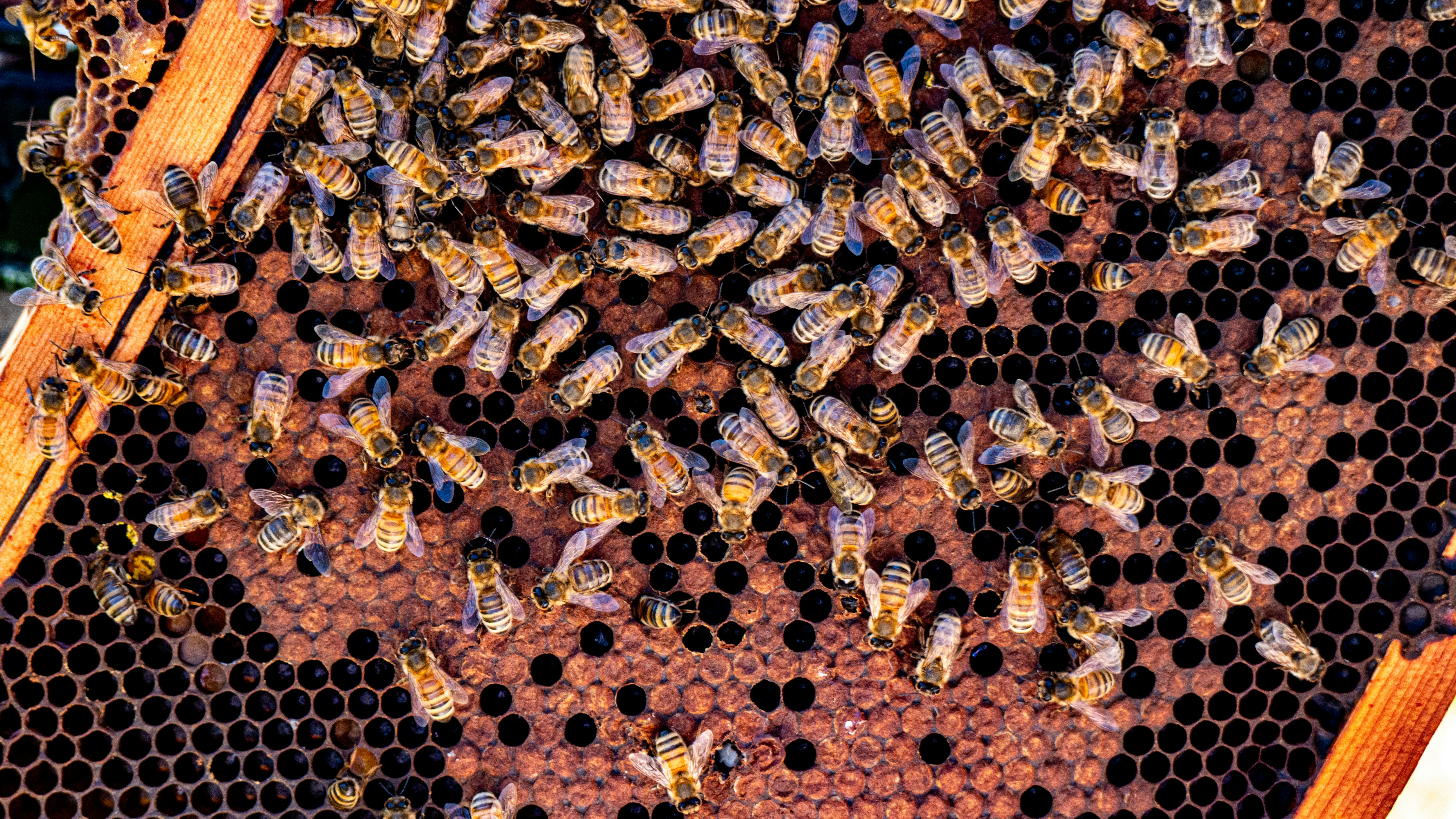 A bunch of bees that are in a beehive photo – Free Bees Image on Unsplash