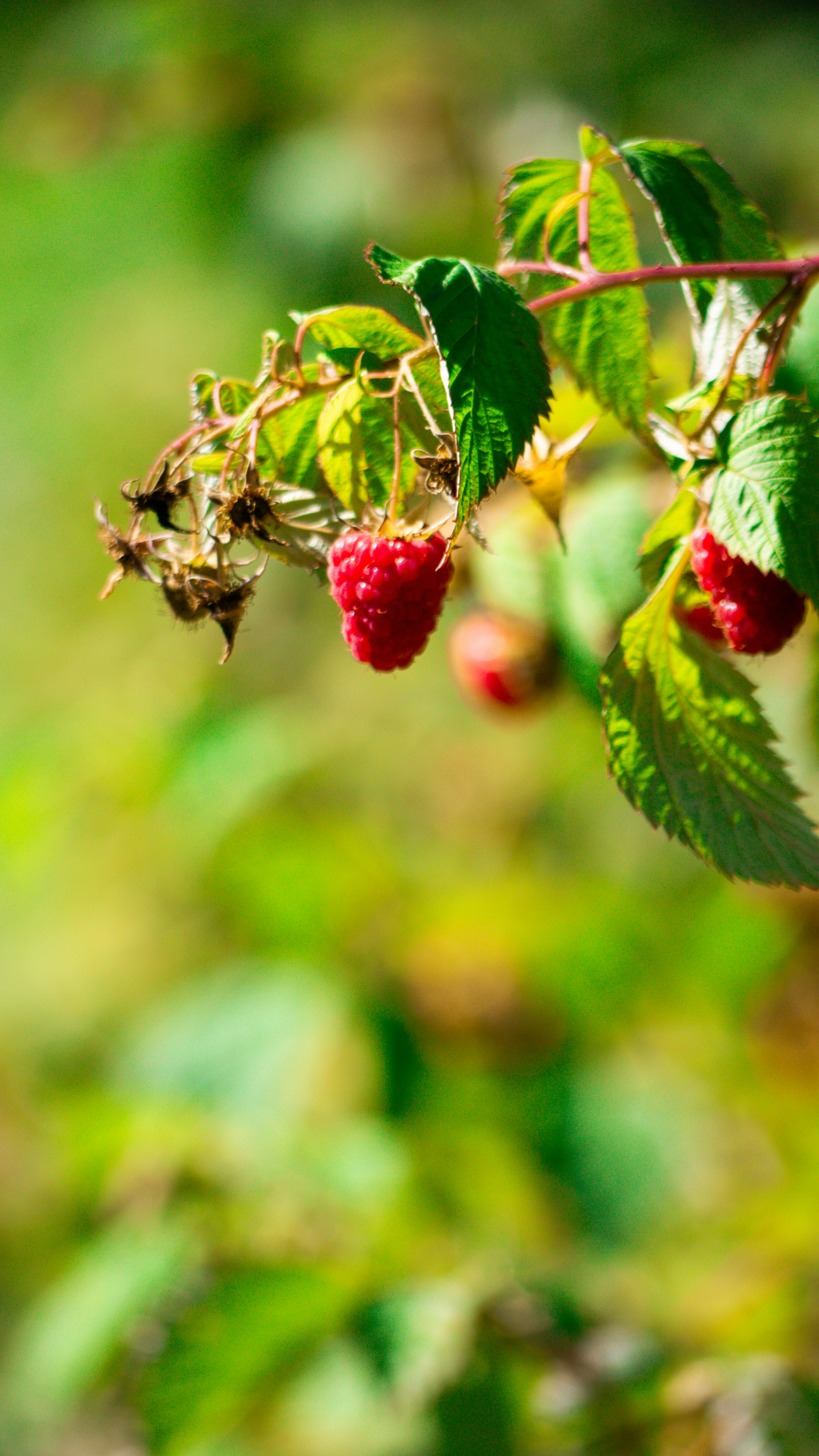 Raspberries growing on a tree in a forest photo – Free Plant Image on ...