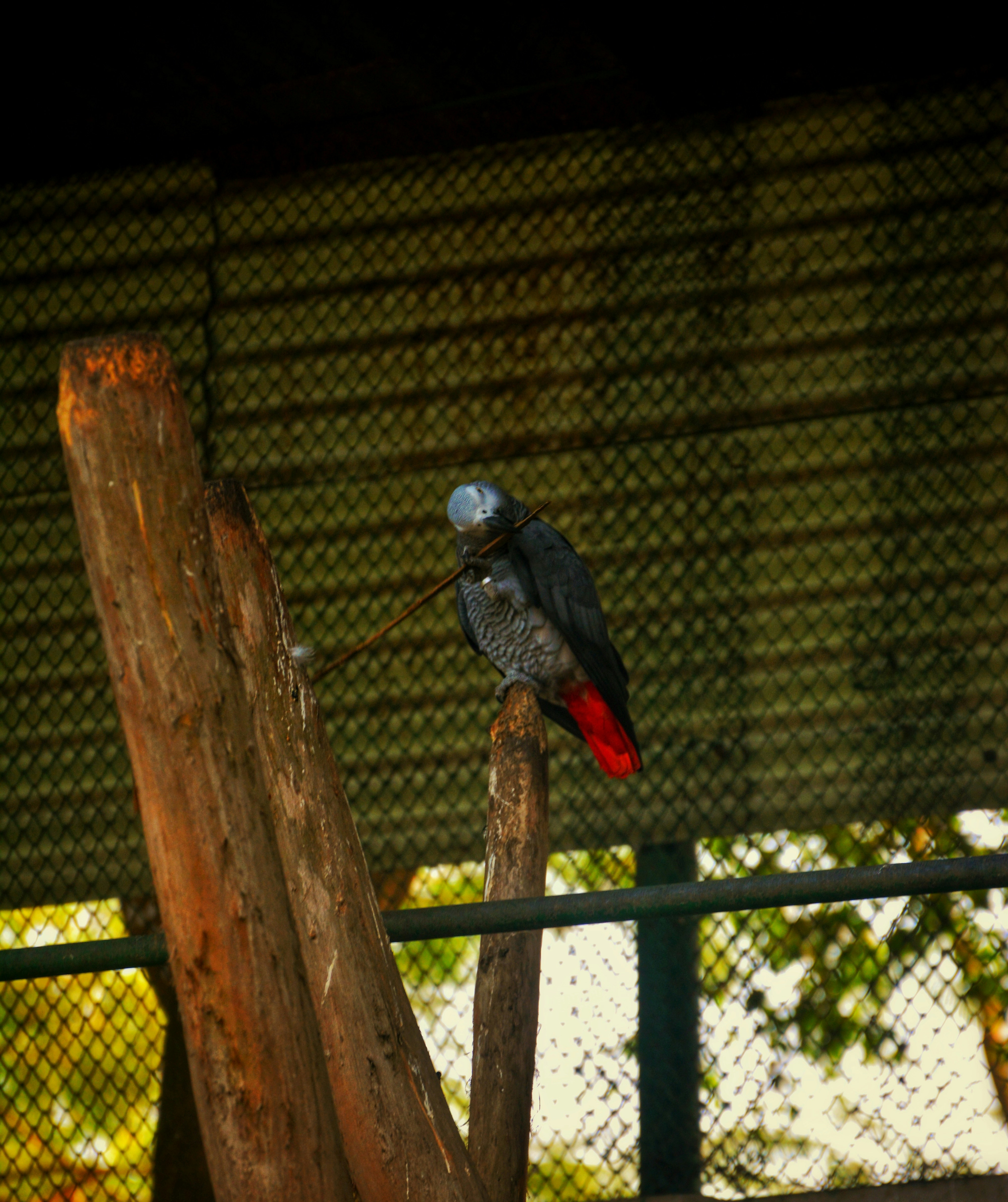 Red-tailed Parrot Perches on Weathered Post Inside a Sunlit Aviary