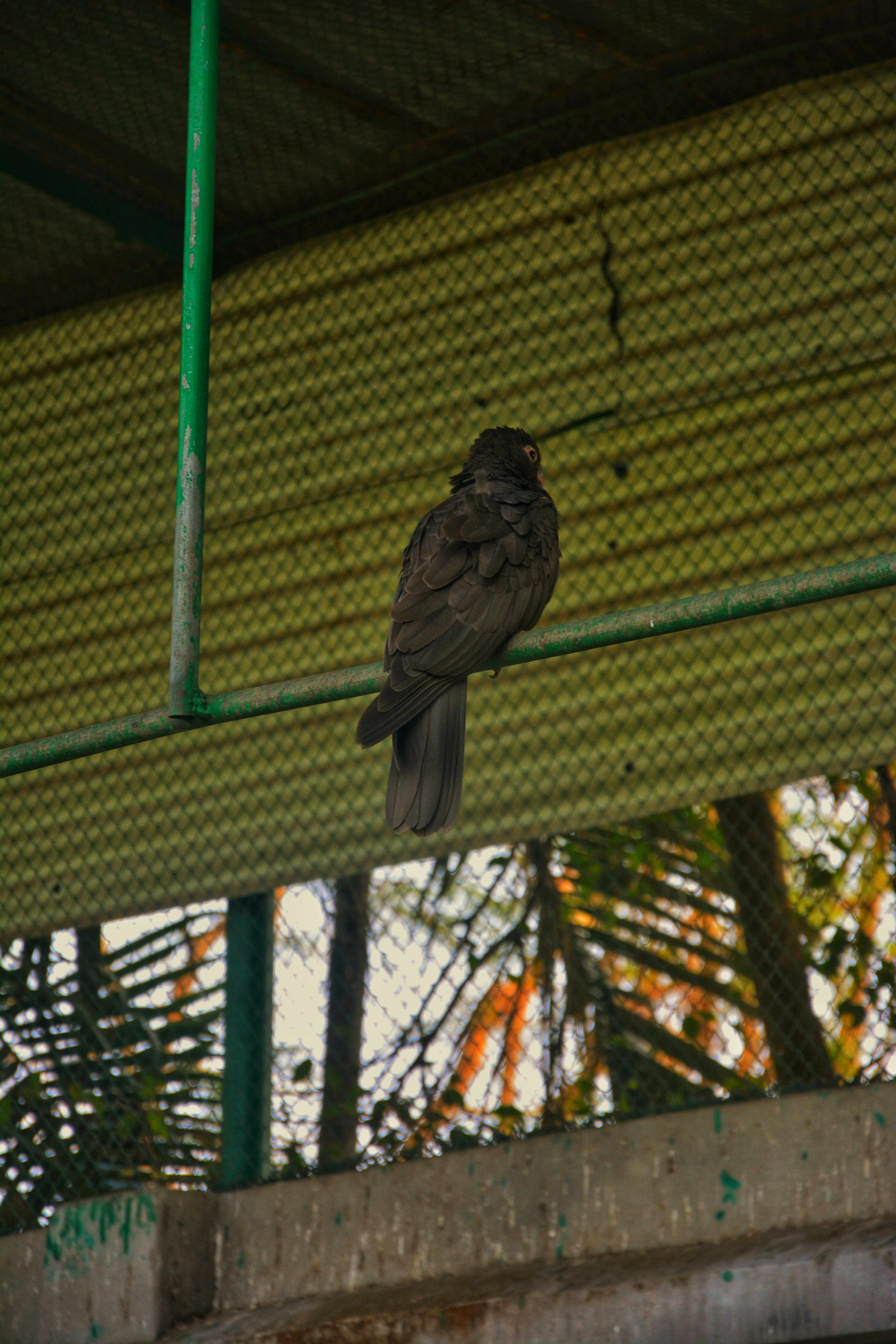 Midday Perch: A Black Bird on Weathered Green Rails Behind Mesh