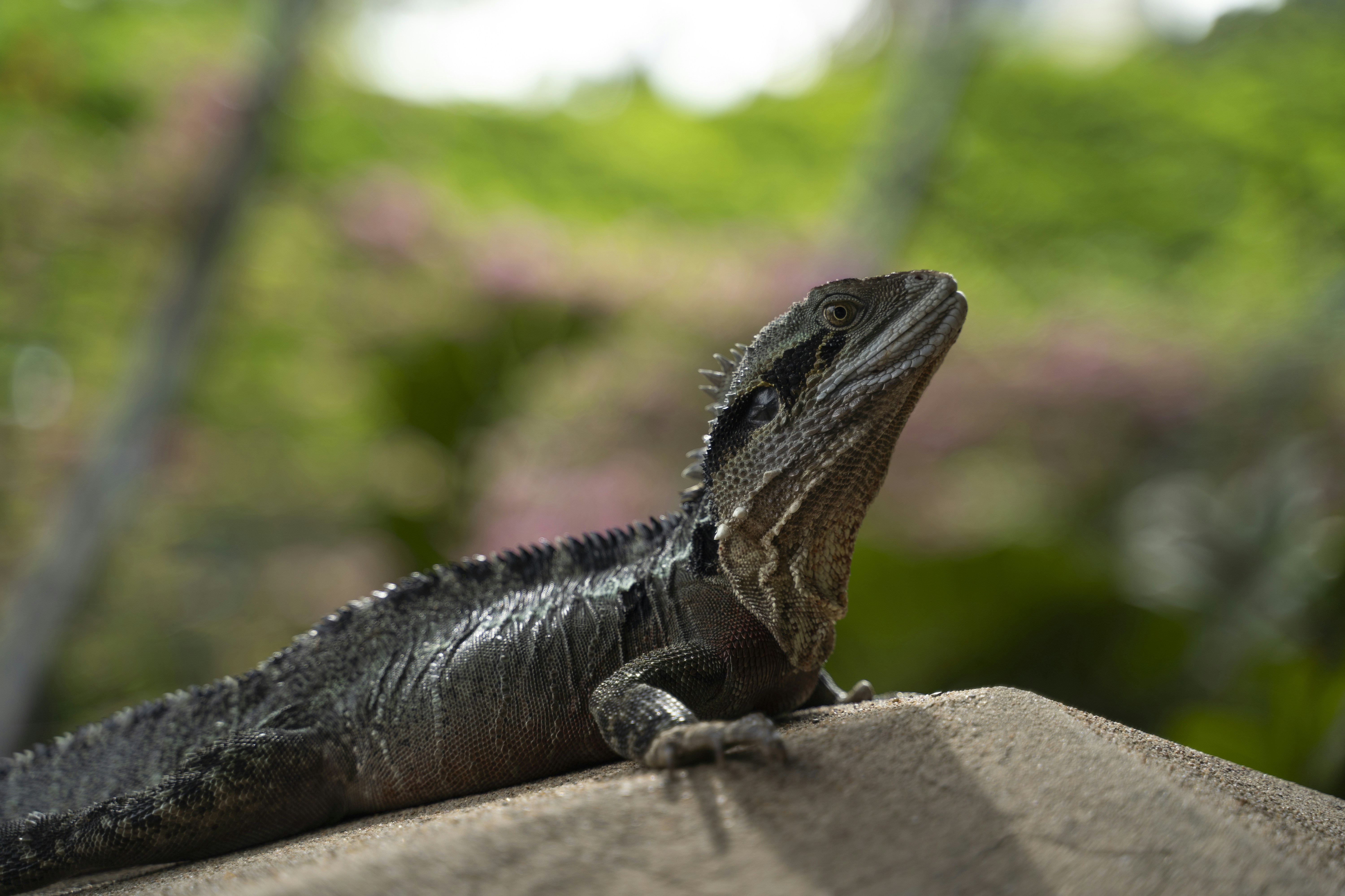 Beaded Gaze: A iguana’s Quiet Promontory