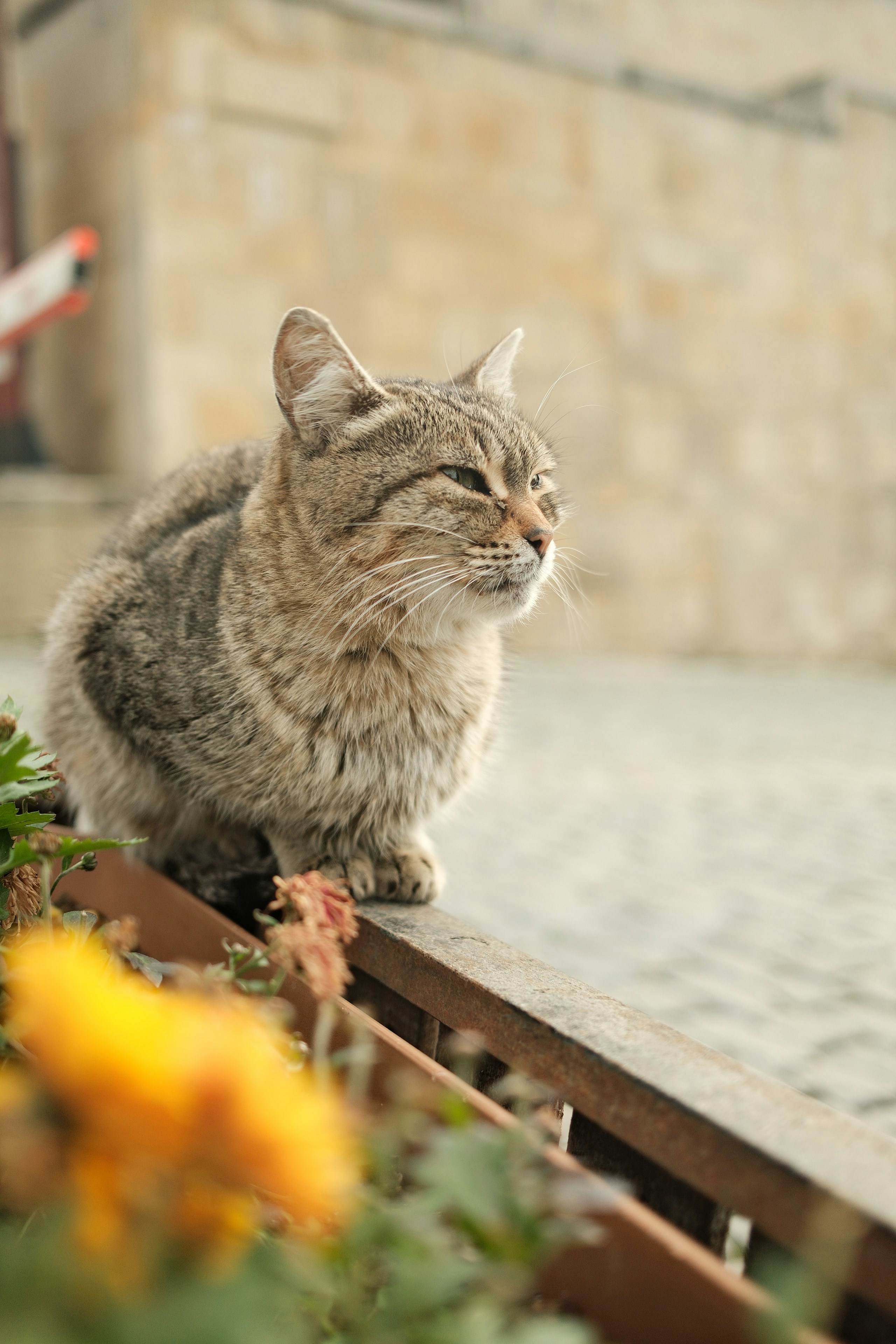 Sunlit Tabby on a Weathered Ledge, Framed by Garden Glow