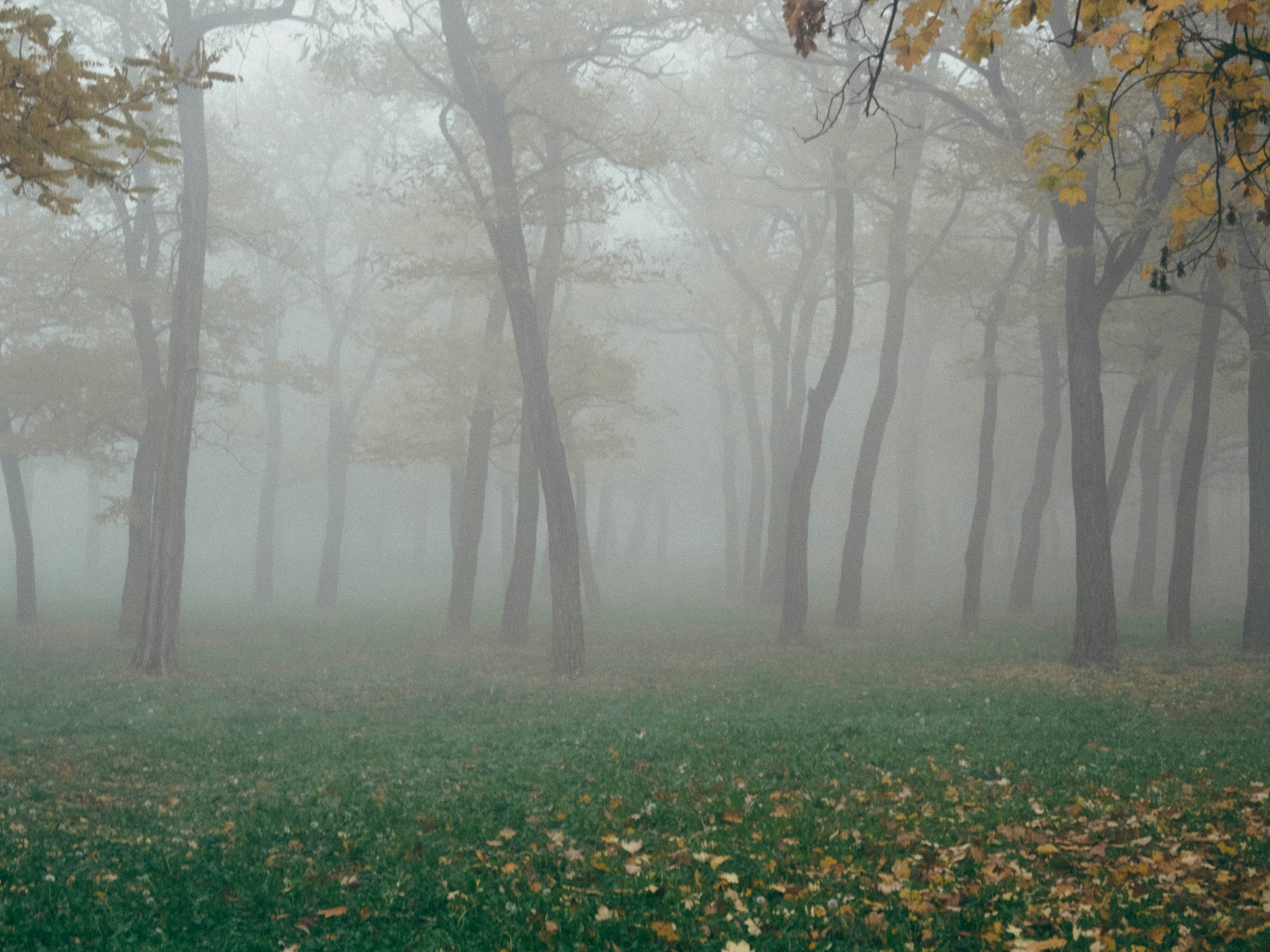 Foggy forest with tall trees and fallen leaves on the grass.