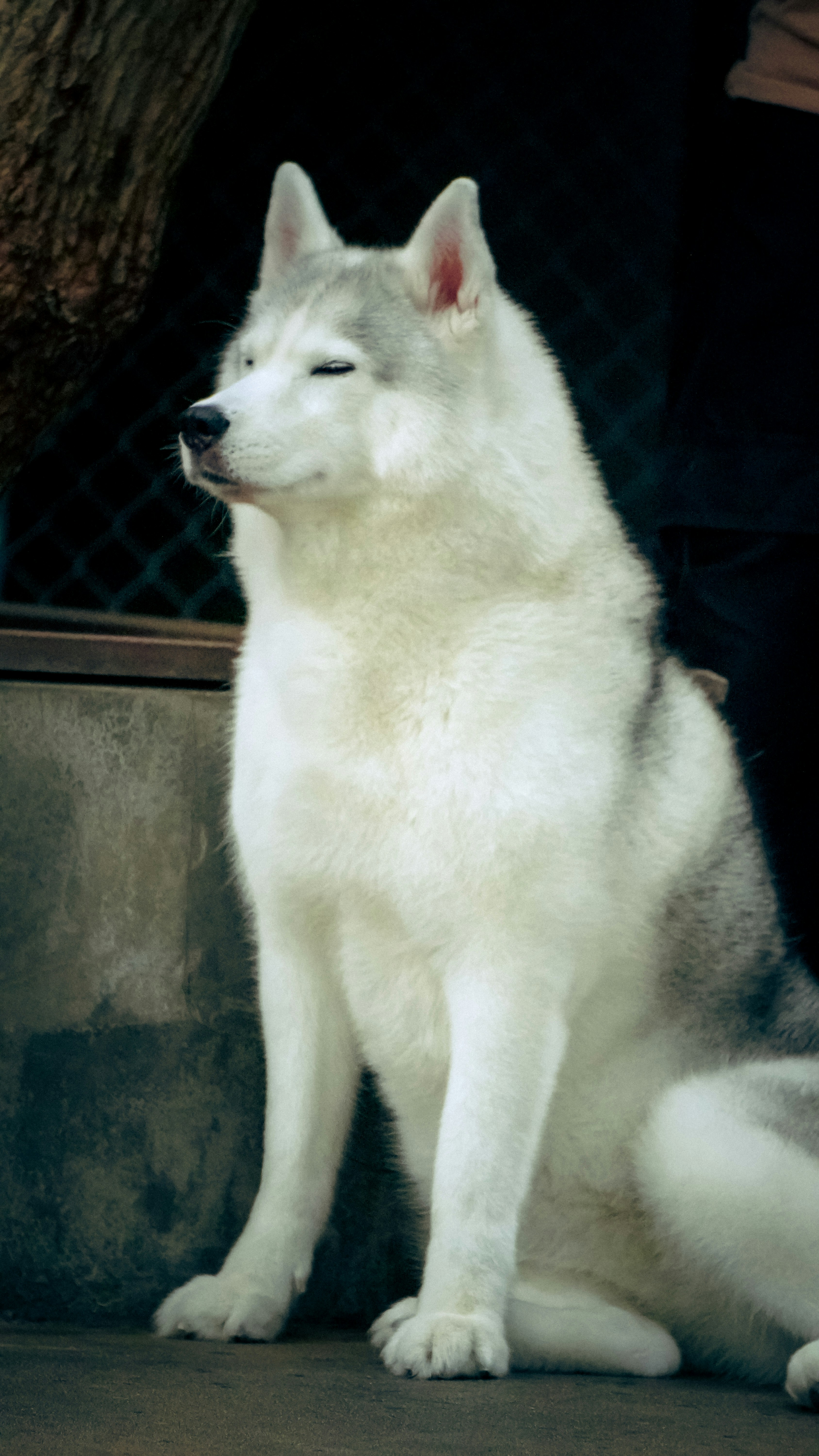 Quiet Vigil: White Husky Pausing in the Yard