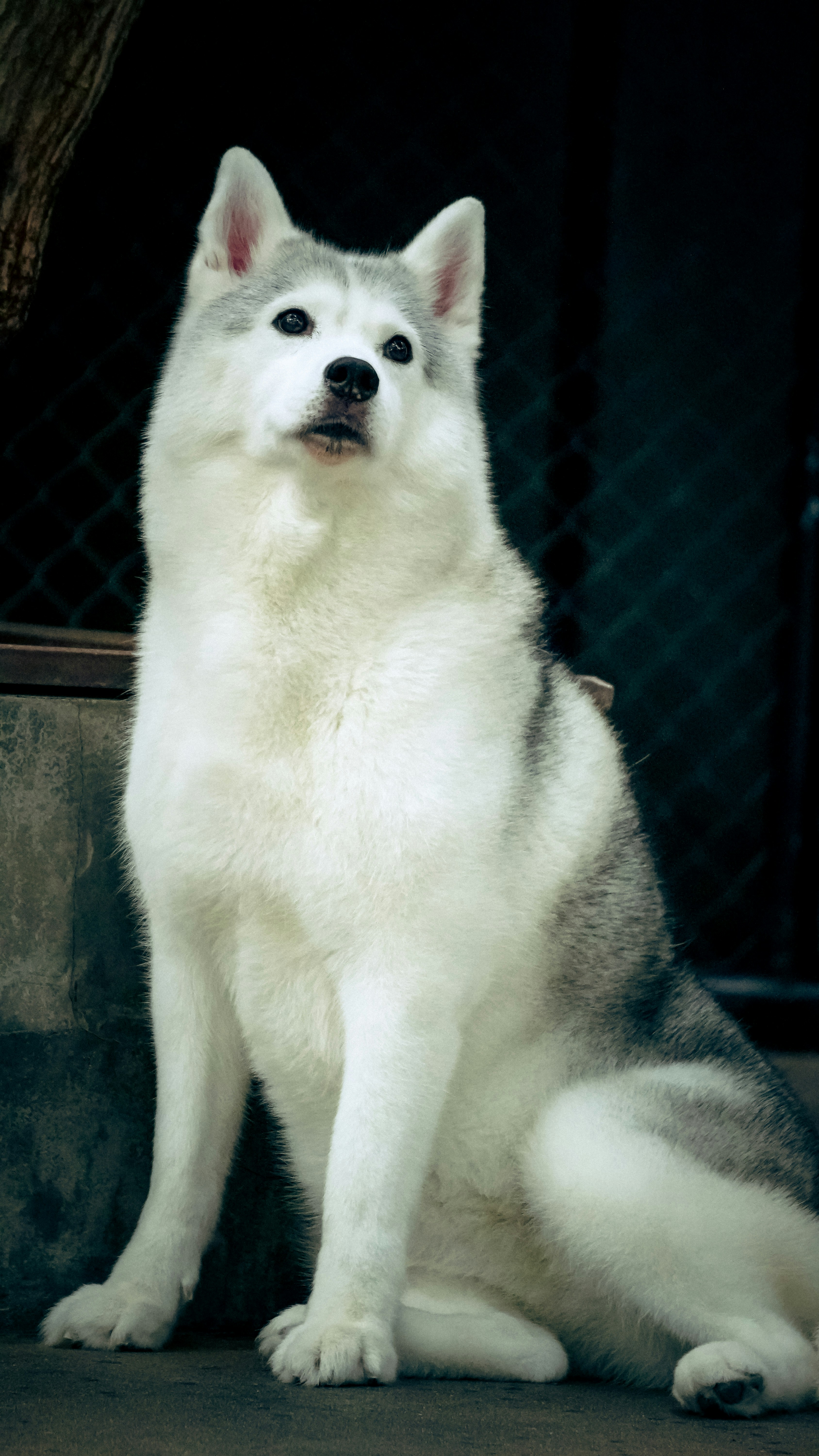 Majestic Sentinel of the Snowy Wilderness
