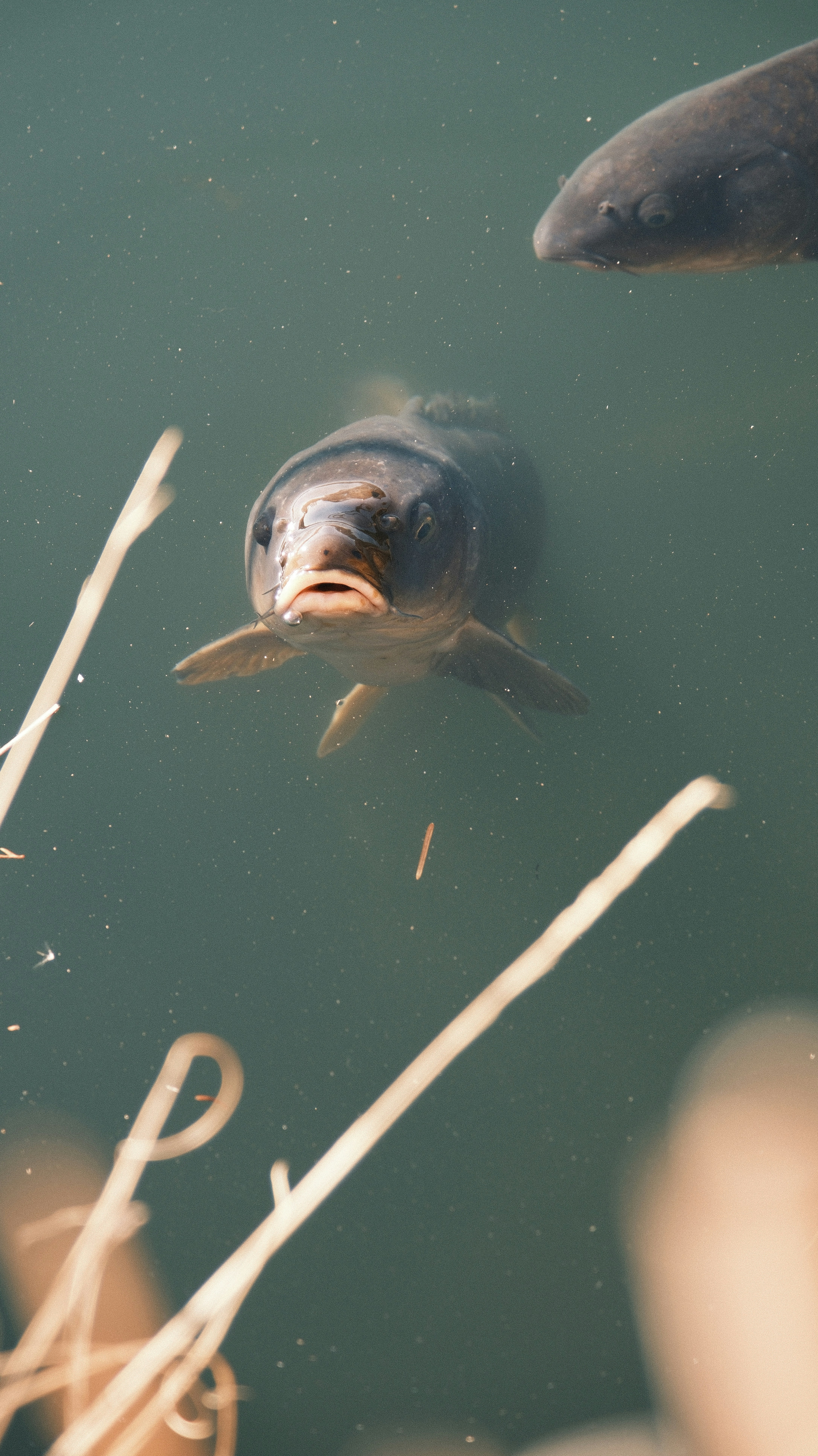 Close-Quarters Underwater Moment: A Salmon Meets the Camera
