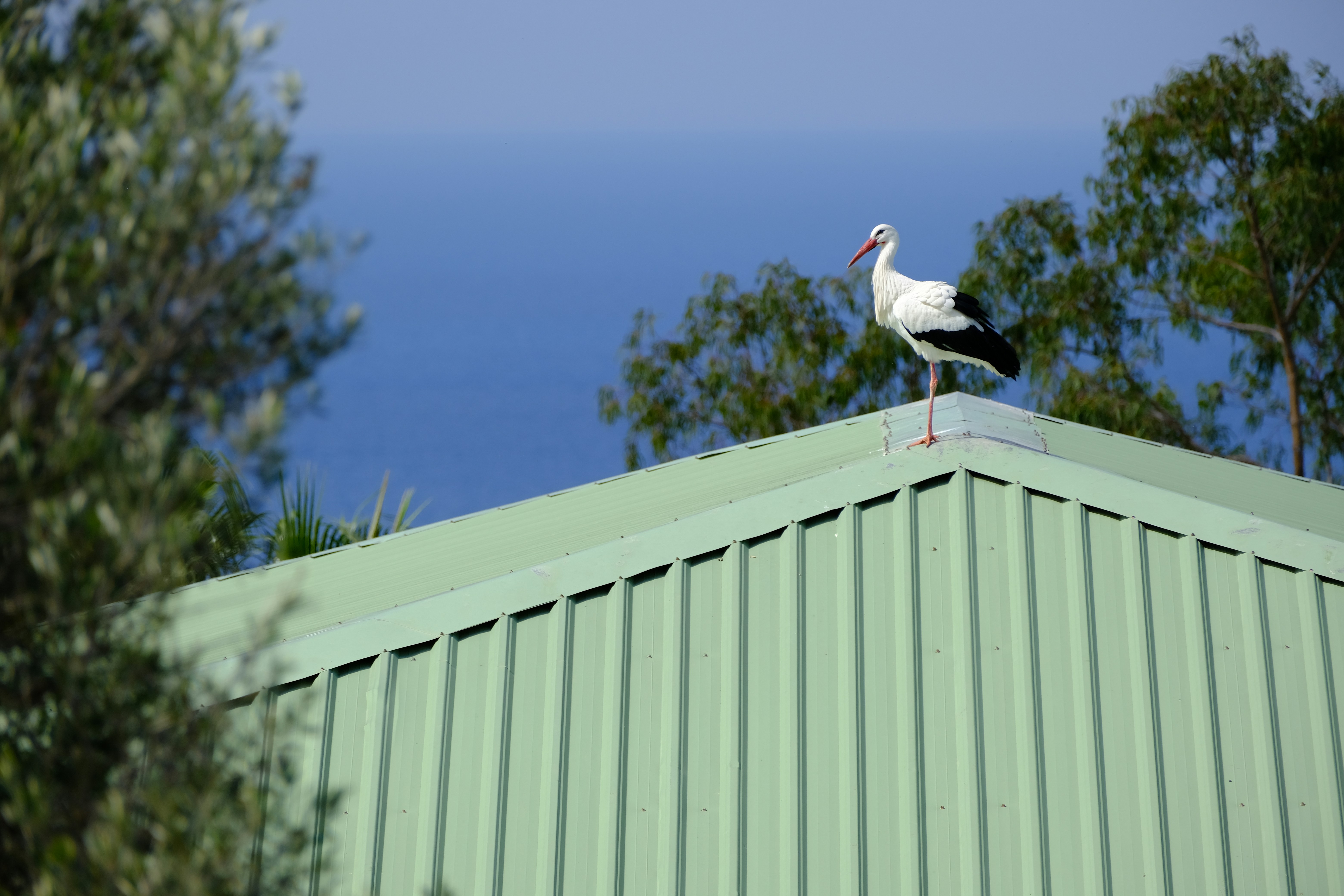 Stork Sentinel on a Green Roof Against Azure Horizon