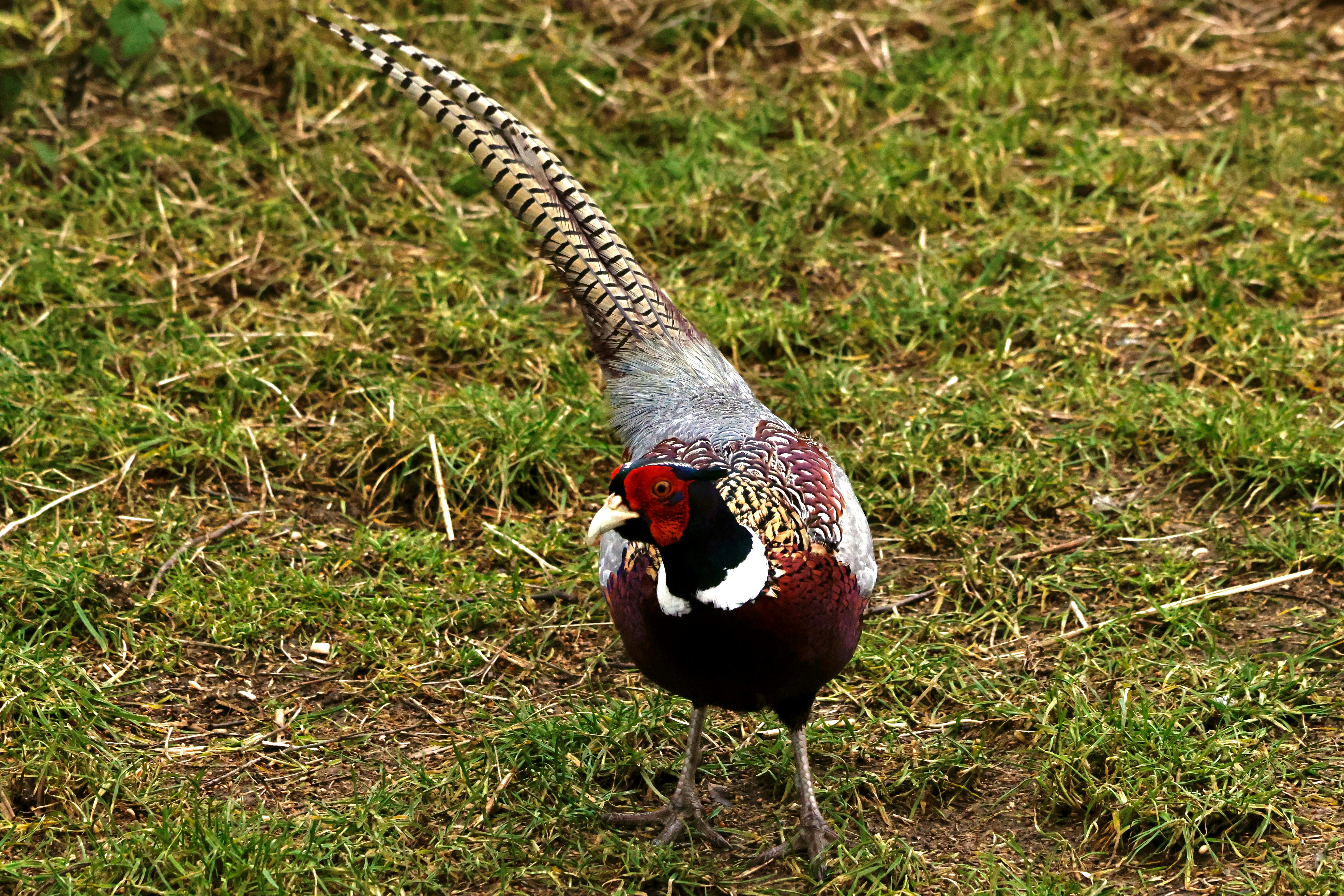 Vivid pheasant strides across a sunlit meadow, its iridescent plumage in full display