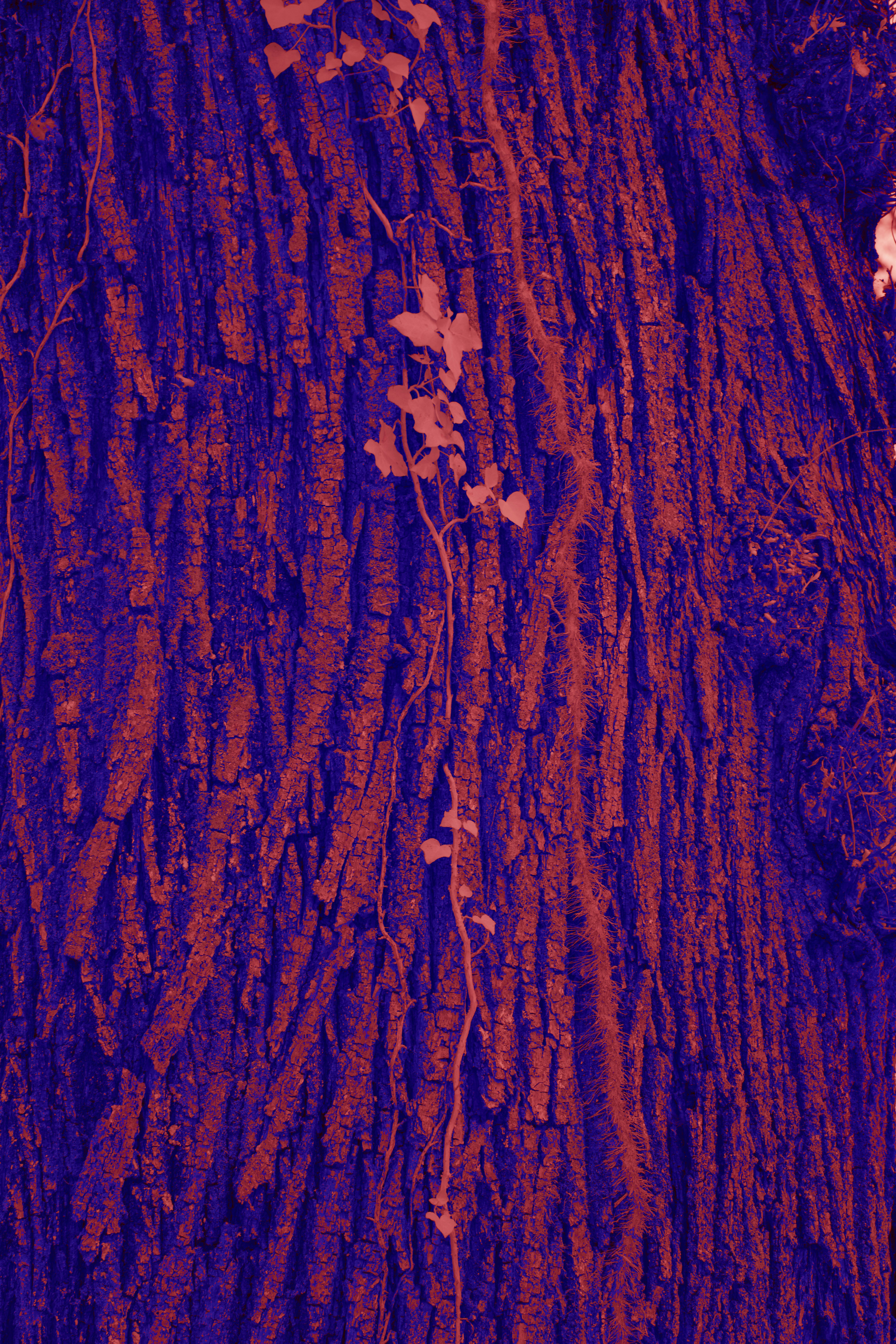 Neon Vine Ascends a Striated Bark Canvas