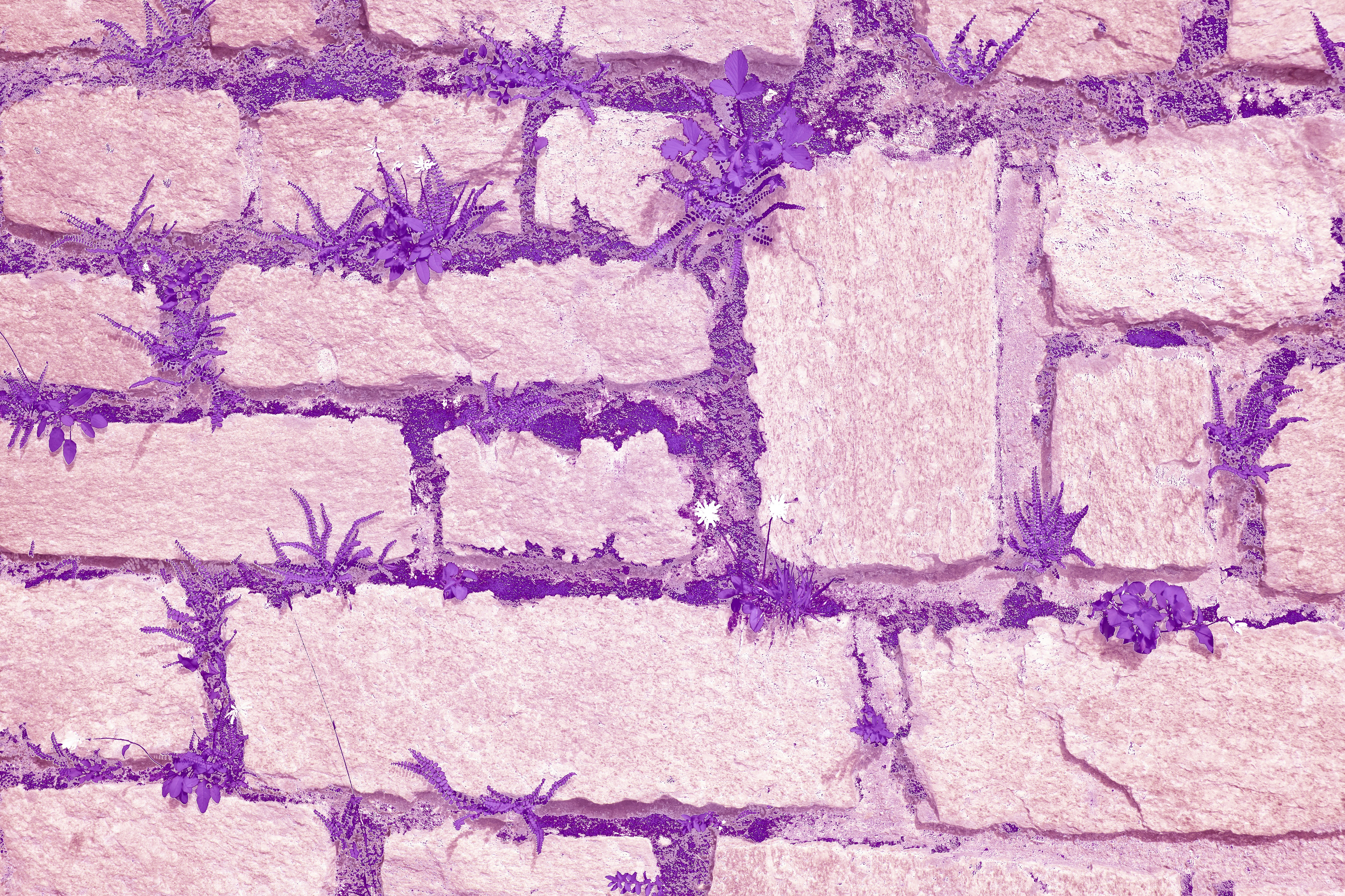 Photo by Wolfgang Hasselmann with Sony Alpha 7 IV