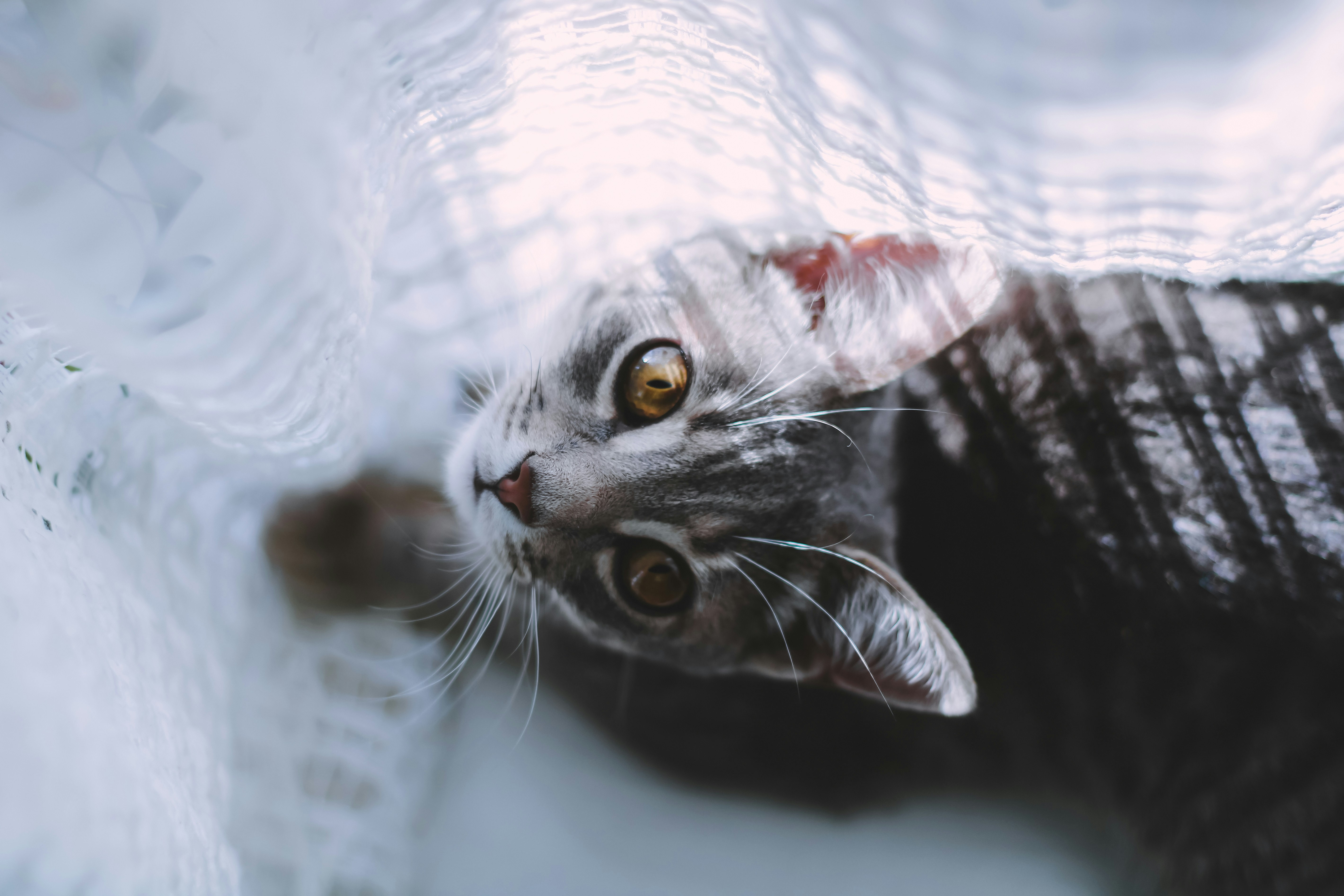 A close up of a cat looking at the camera photo – Free Home Image on ...