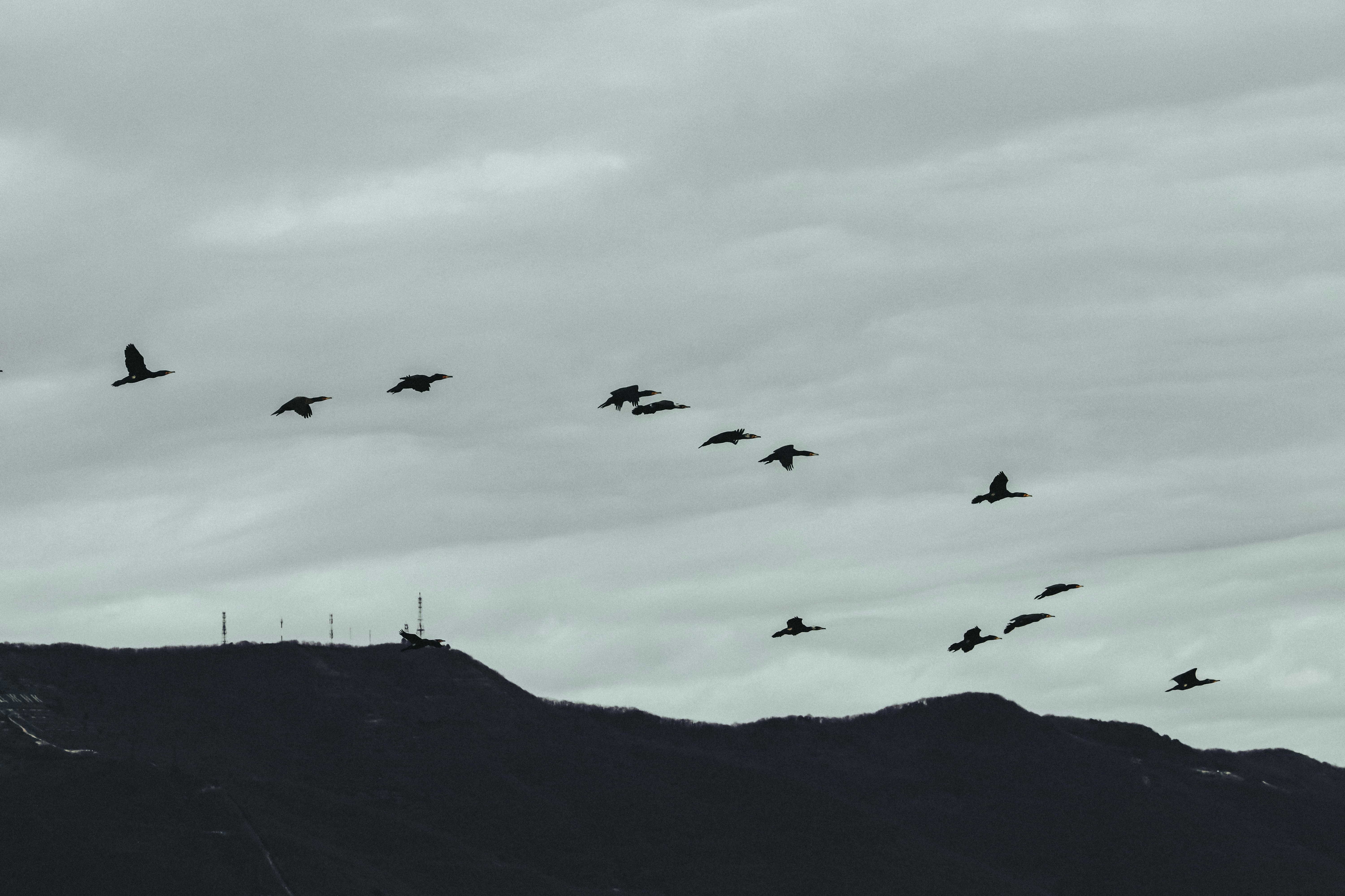Migration Over the Ridge: Silhouetted Birds in a Quiet Sky
