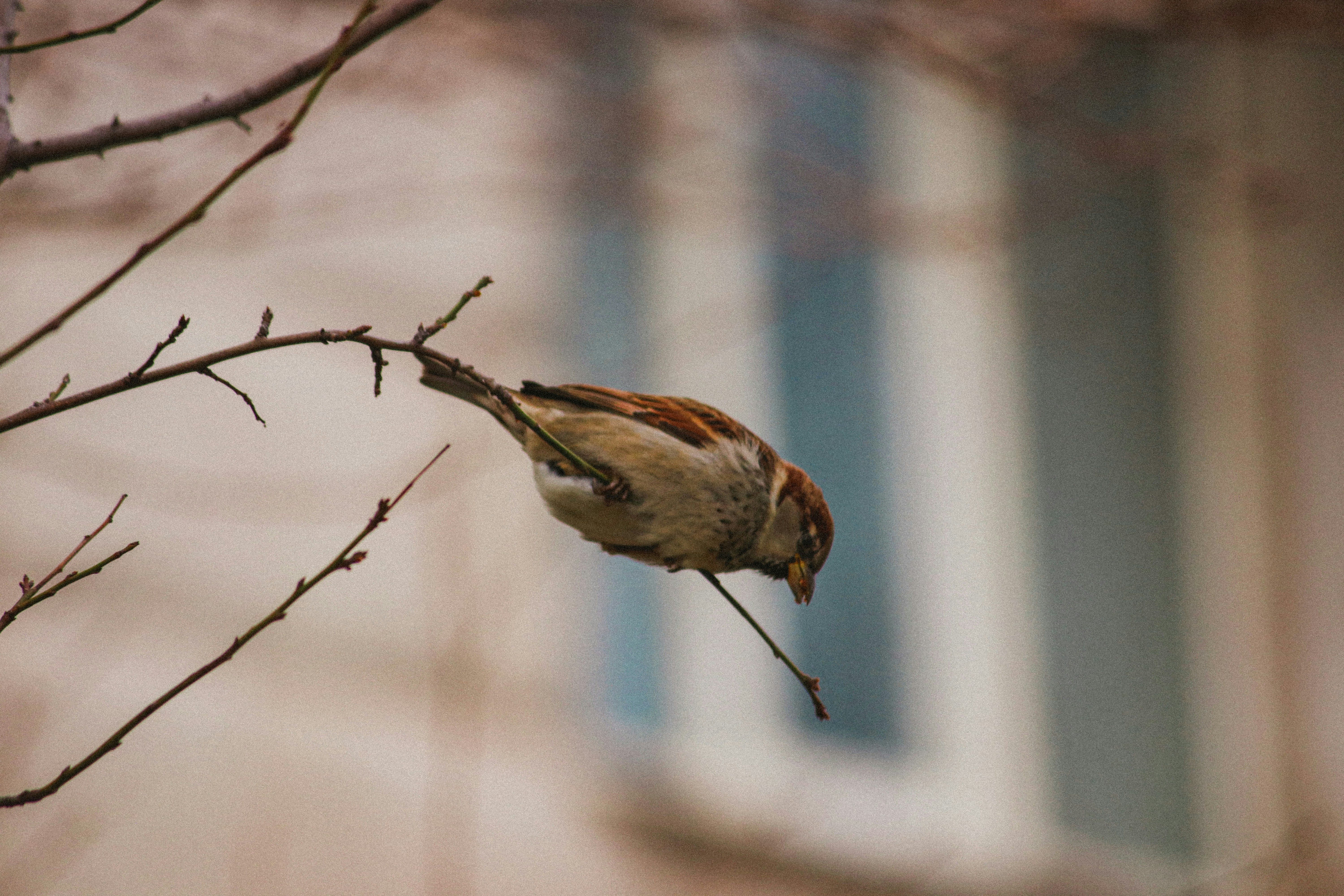 Feathered Pivot: A Sparrow in Precise Focus Against a Blurred City Backdrop