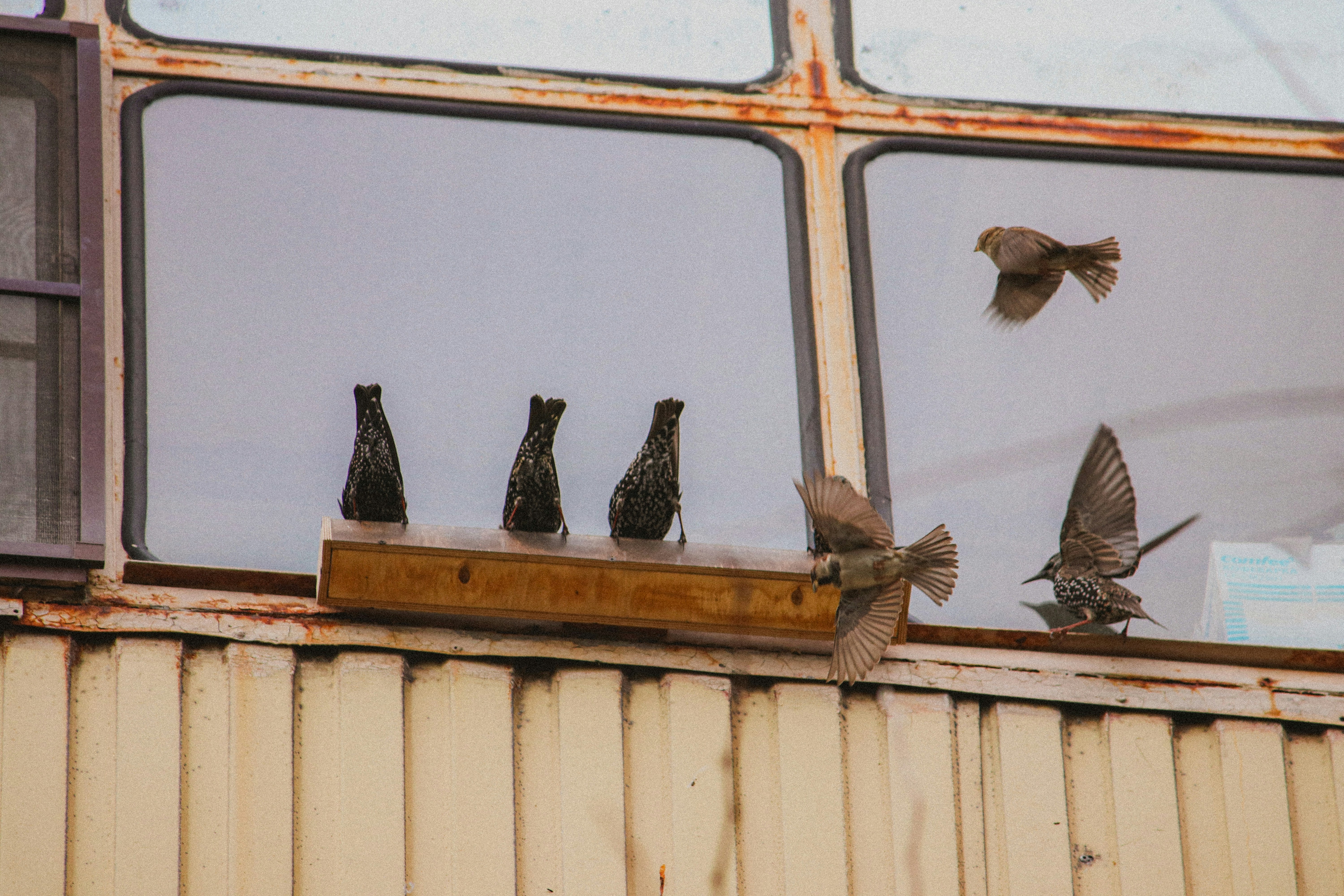 Trio on a Rusted Window Ledge: Pigeons Amid the Weathered Facade
